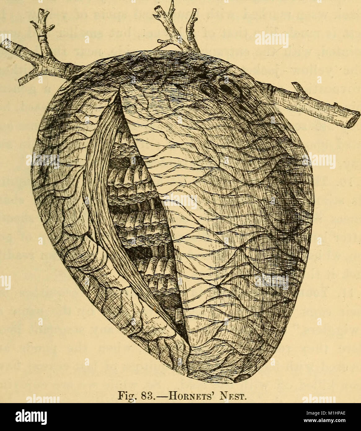 This 1887 work explores the diverse forms of animal life in both marine ...