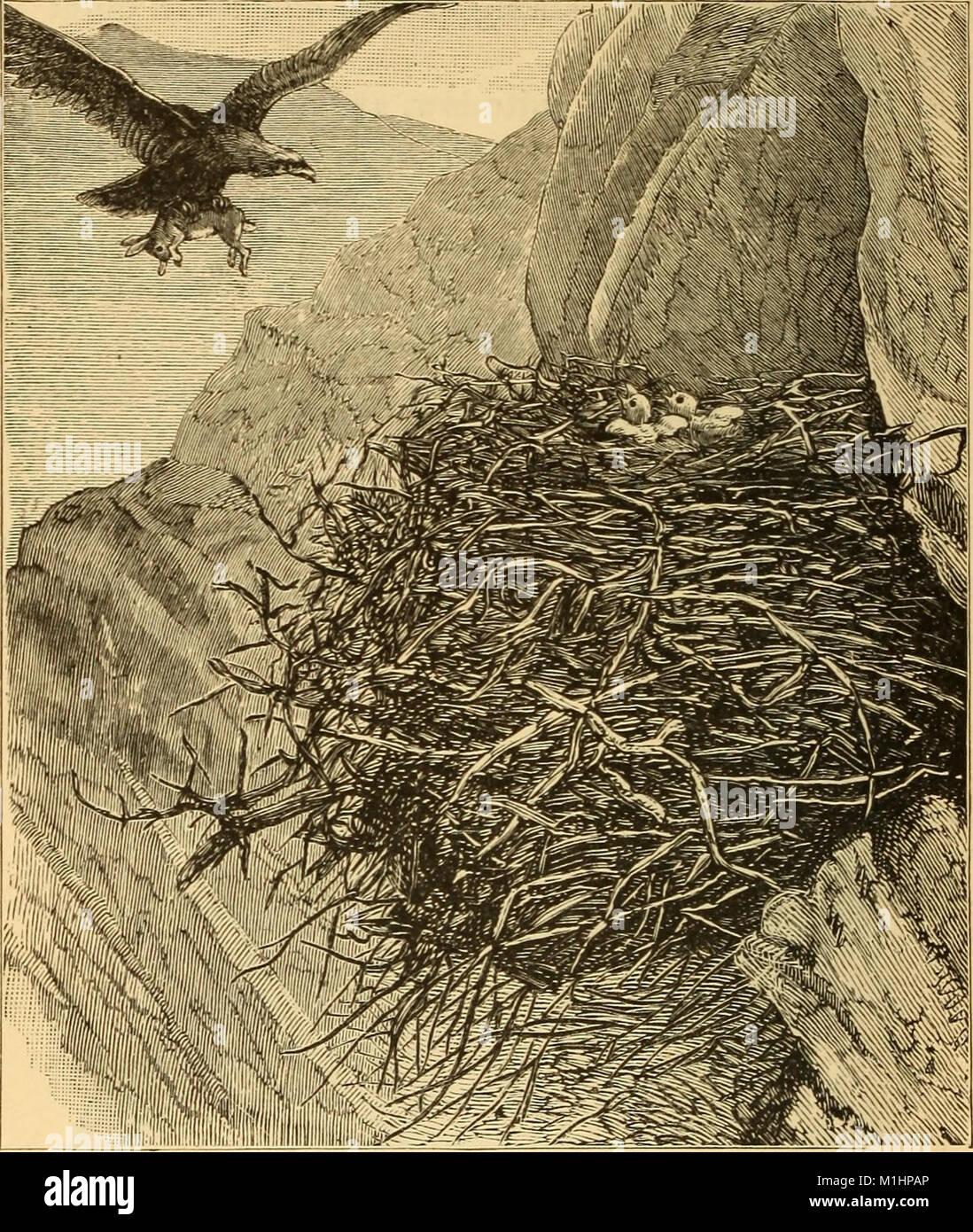 *Animal Life in the Sea and on the Land* (1887) explores the diversity ...