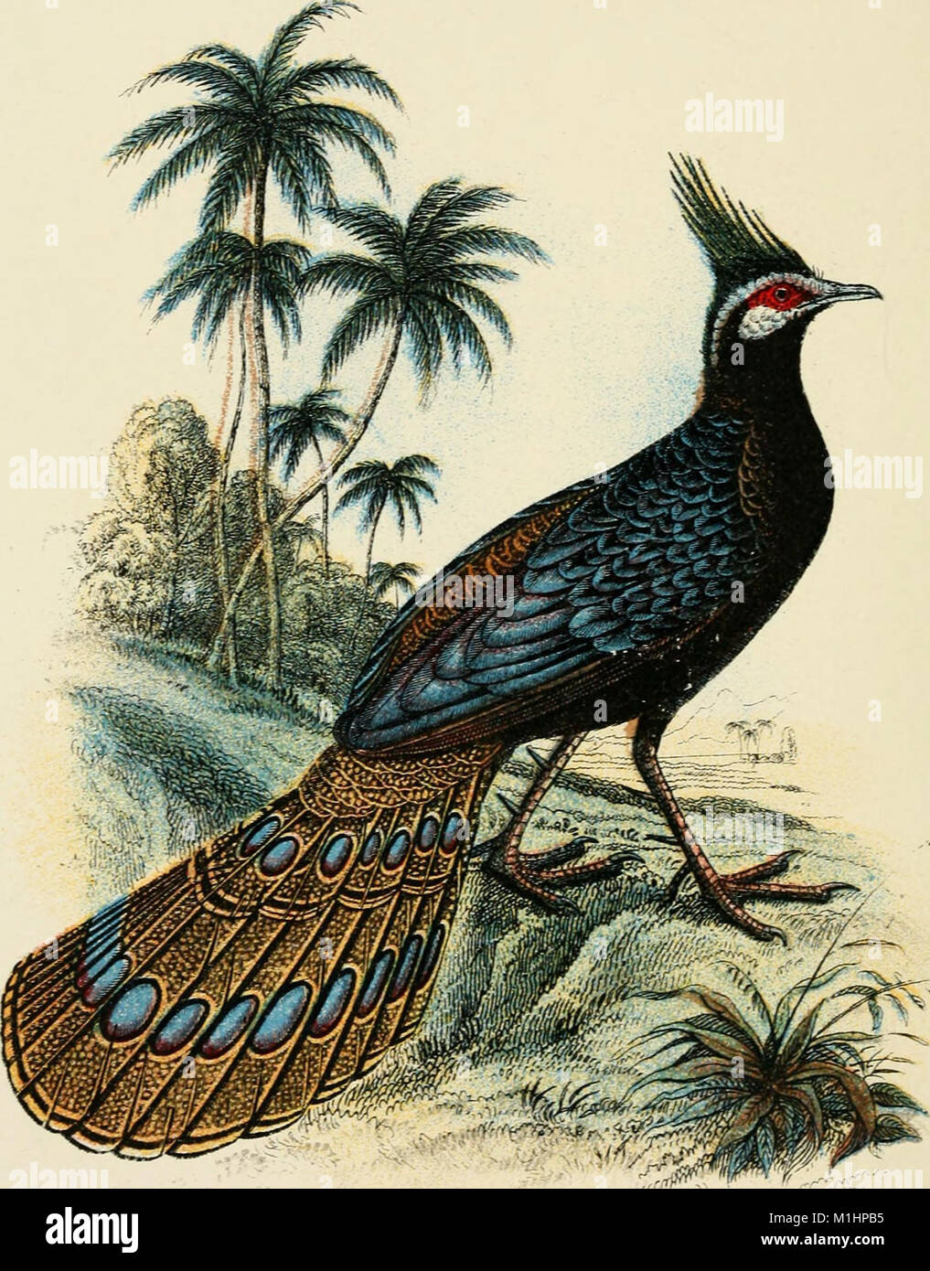 'A Hand-Book to the Game-Birds' (1896) provides comprehensive ...