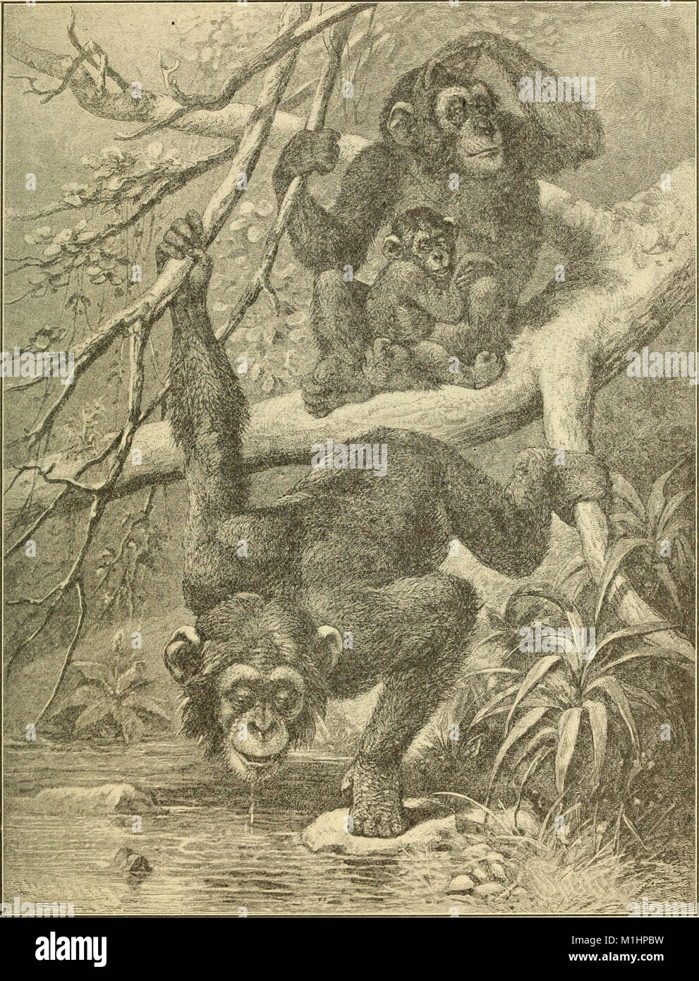 Published in 1901, this work offers detailed studies of various animals ...