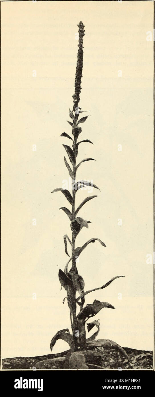 *American Medicinal Flowers, Fruits, and Seeds* (1913) catalogs various ...