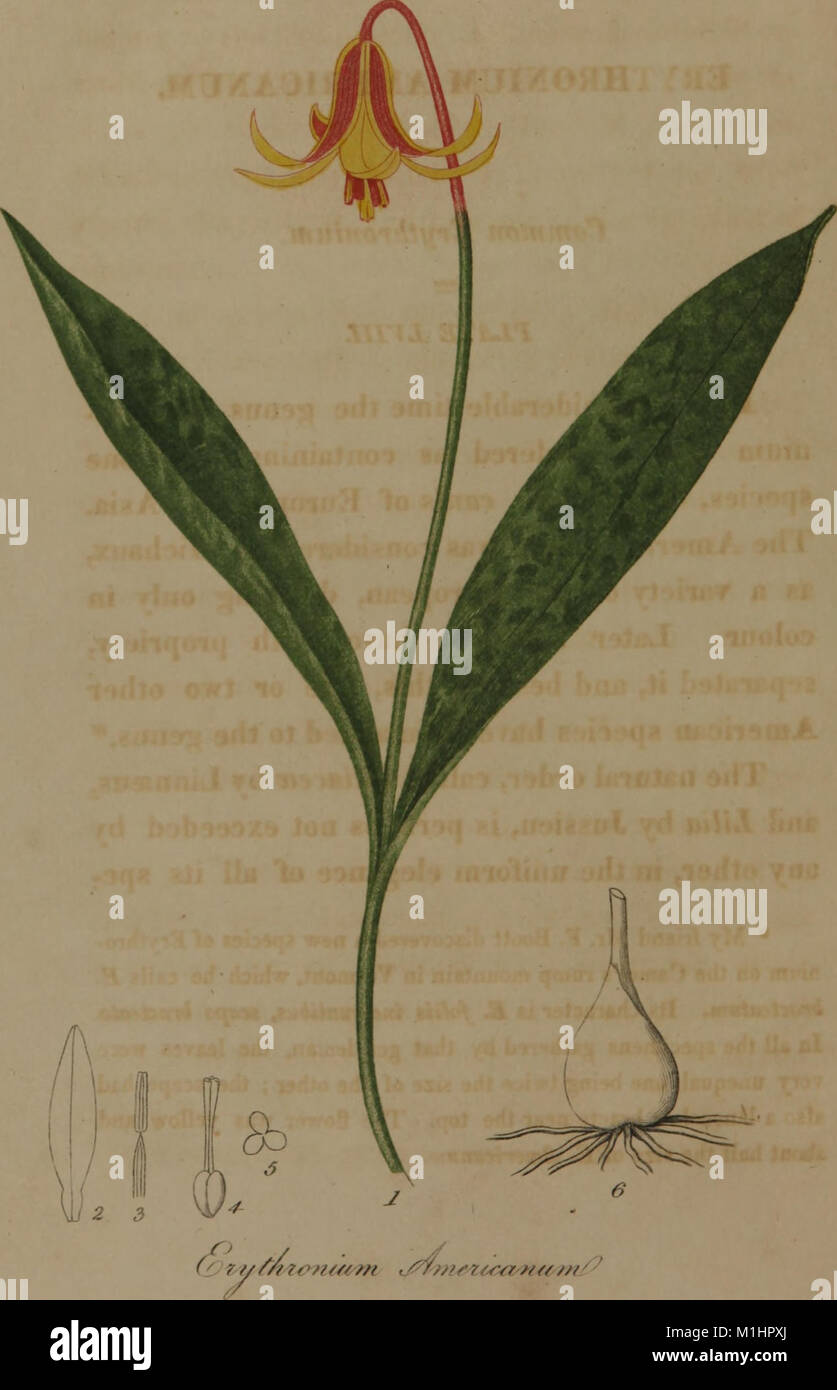 American medical botany- being a collection of the native medicinal ...