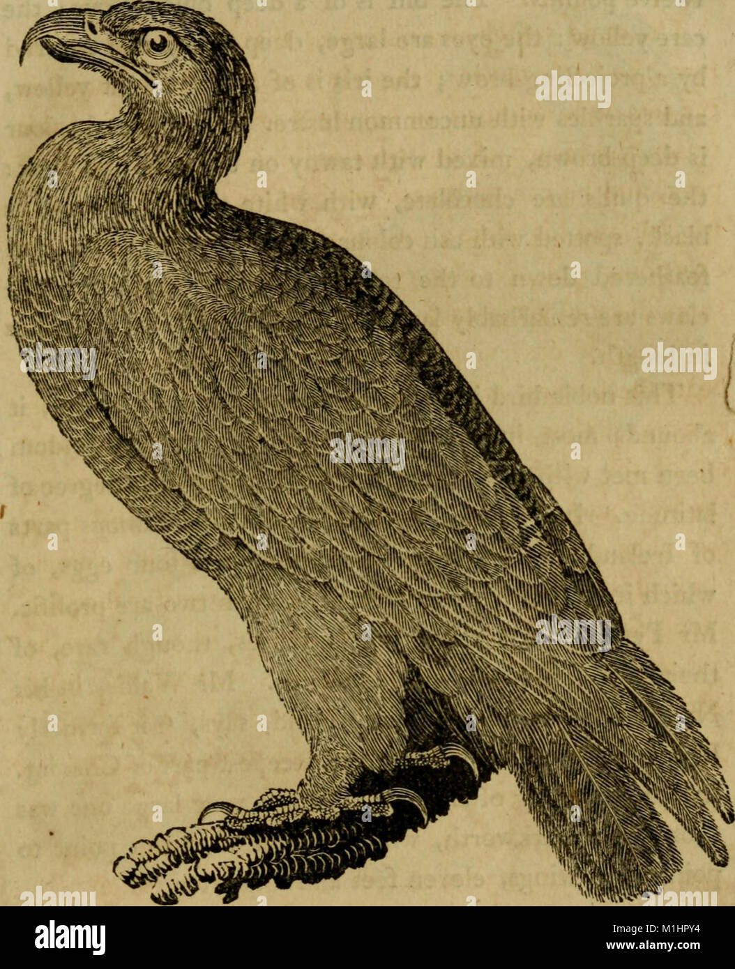 This 1809 history presents British bird species, with detailed wood ...