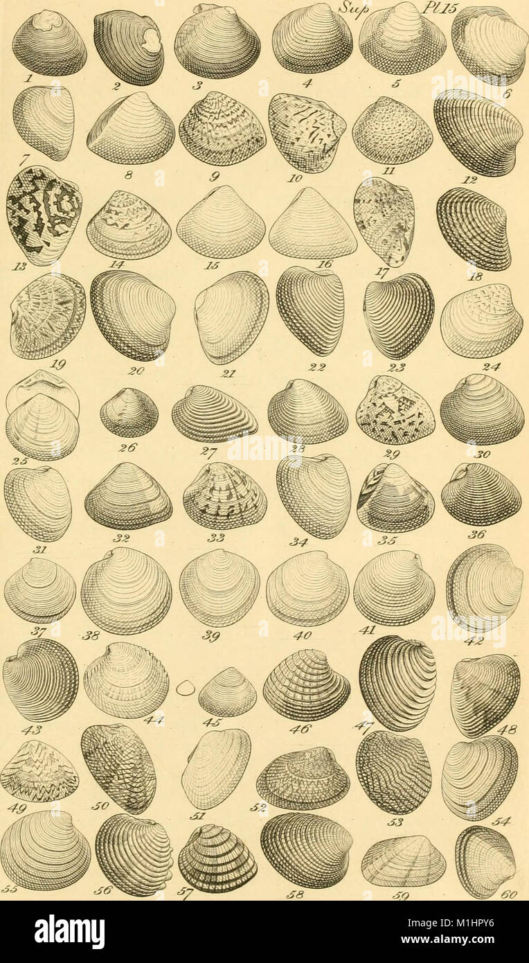 An illustrated and descriptive catalogue of recent bivalve shells (1842 ...