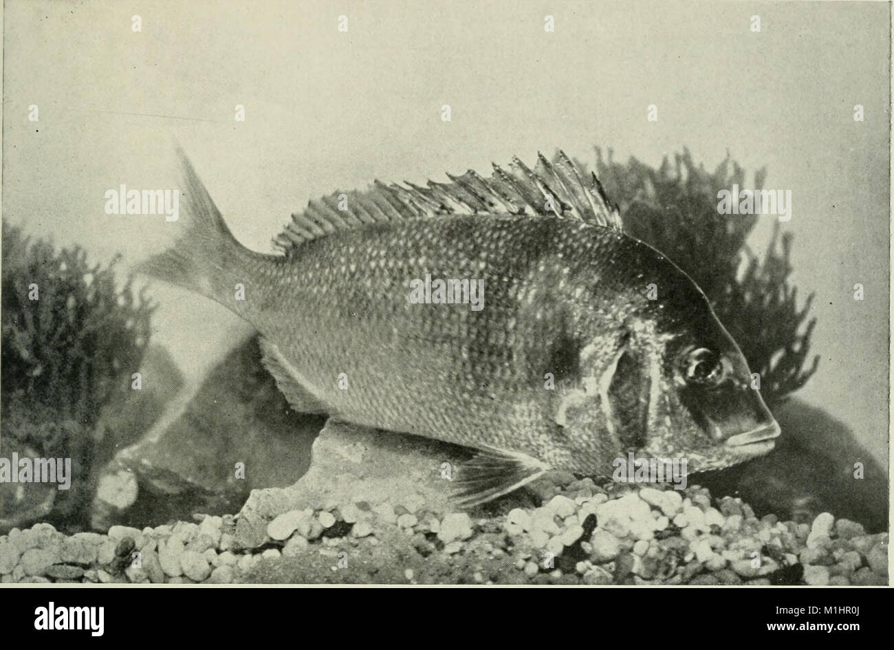 This 1902 work provides a comprehensive guide to the food and game ...