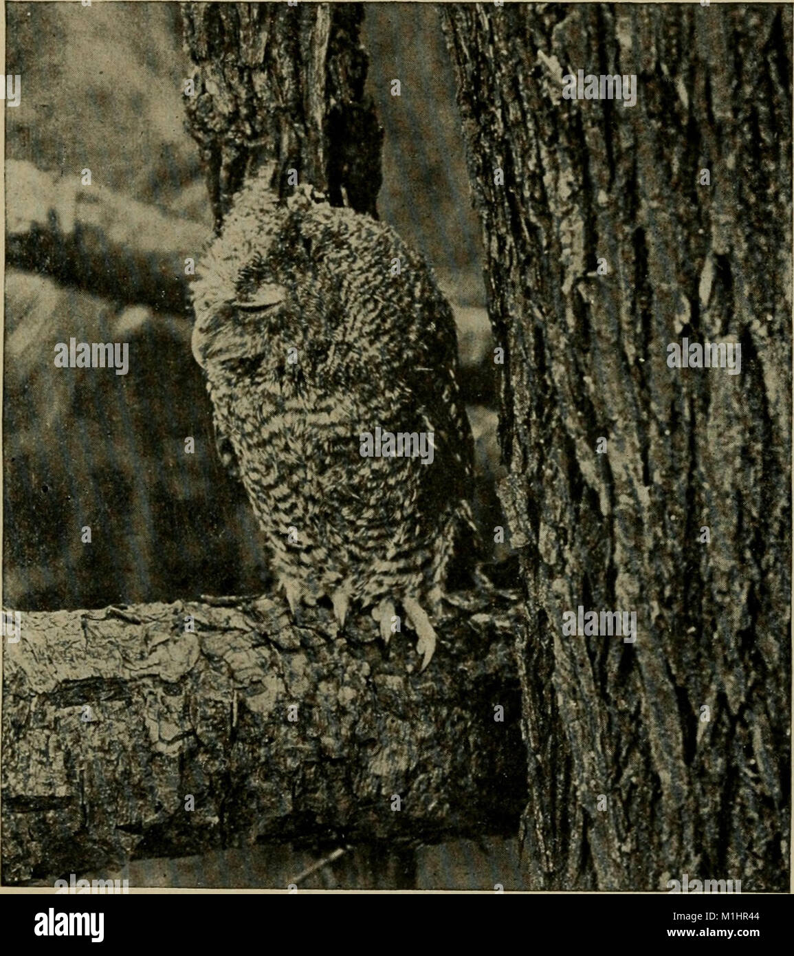 This 1905 guide explains techniques for capturing snapshots of animals ...