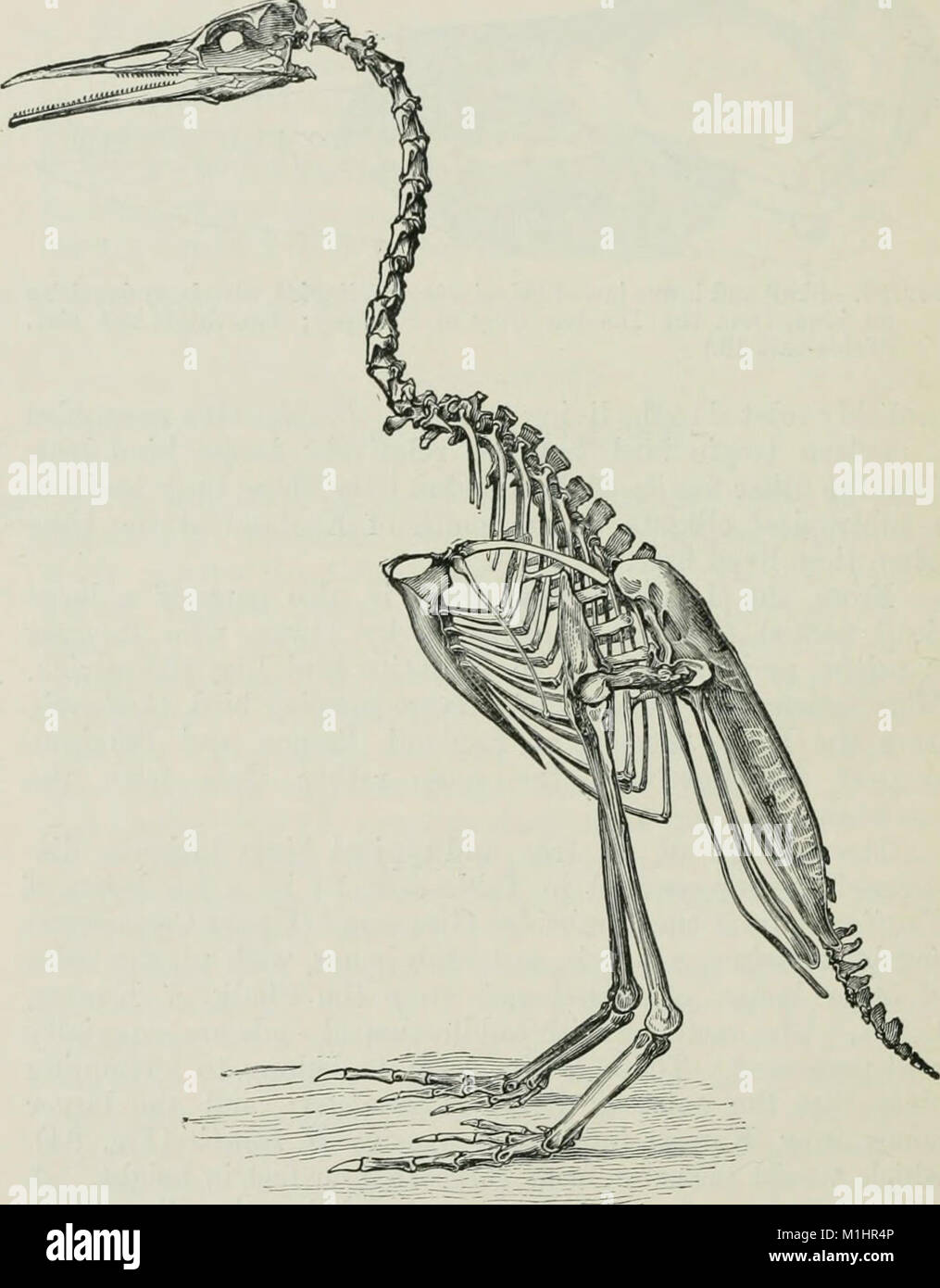 A guide to the fossil mammals and birds in the Department of geology ...