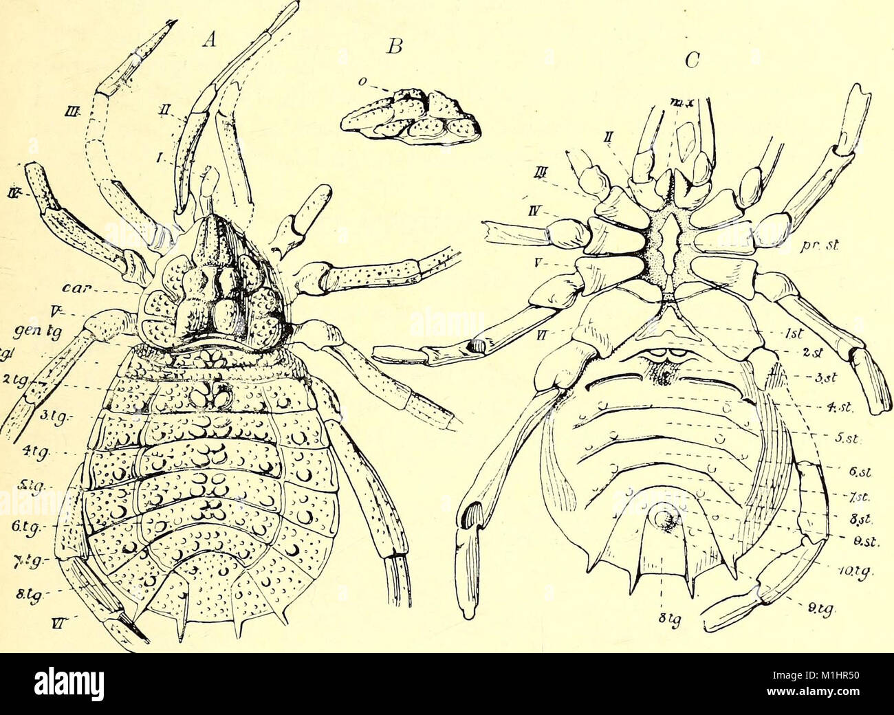 A guide to the fossil invertebrate animals in the Department of geology ...