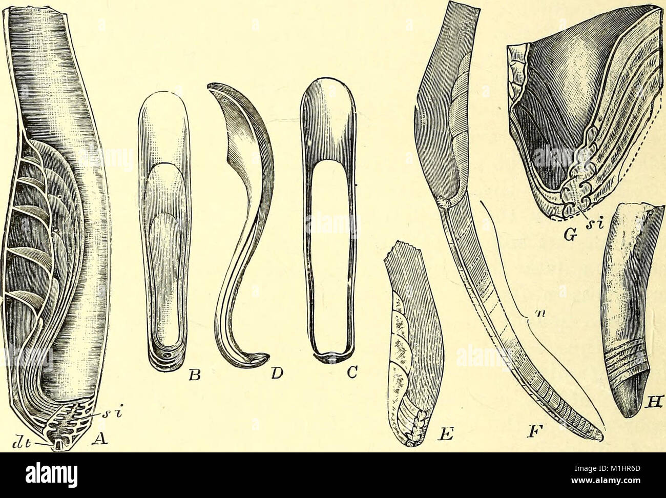 This 1907 guide provides detailed descriptions of fossil invertebrates ...