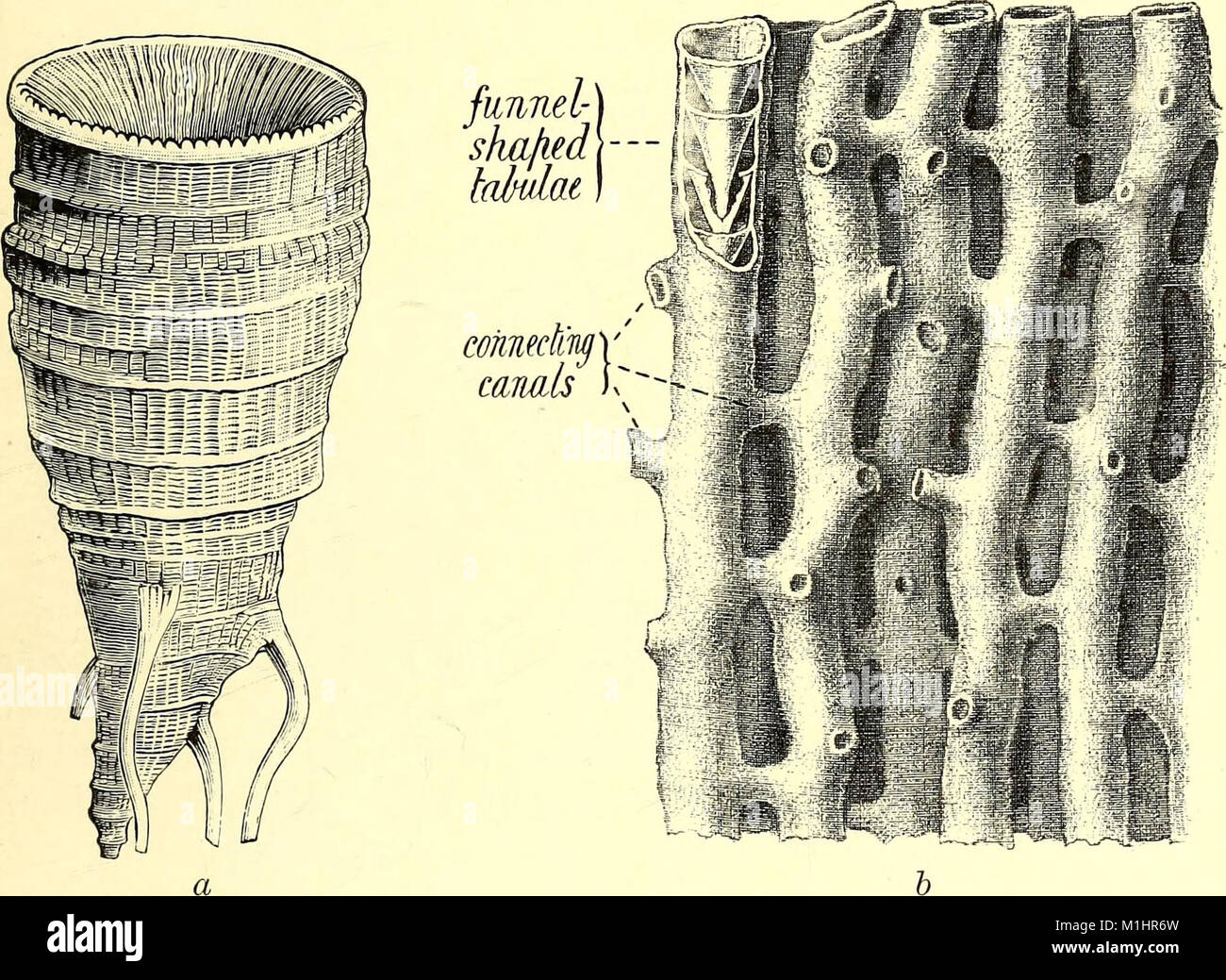 This 1907 guide provides a detailed overview of fossil invertebrate ...
