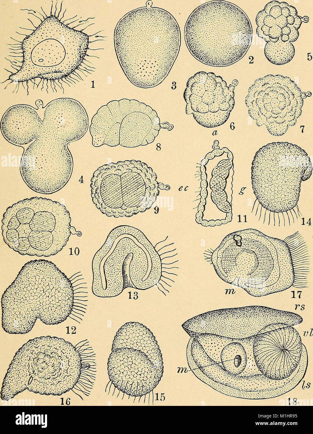 A Manual of Fish-Culture, based on the methods of the United States ...