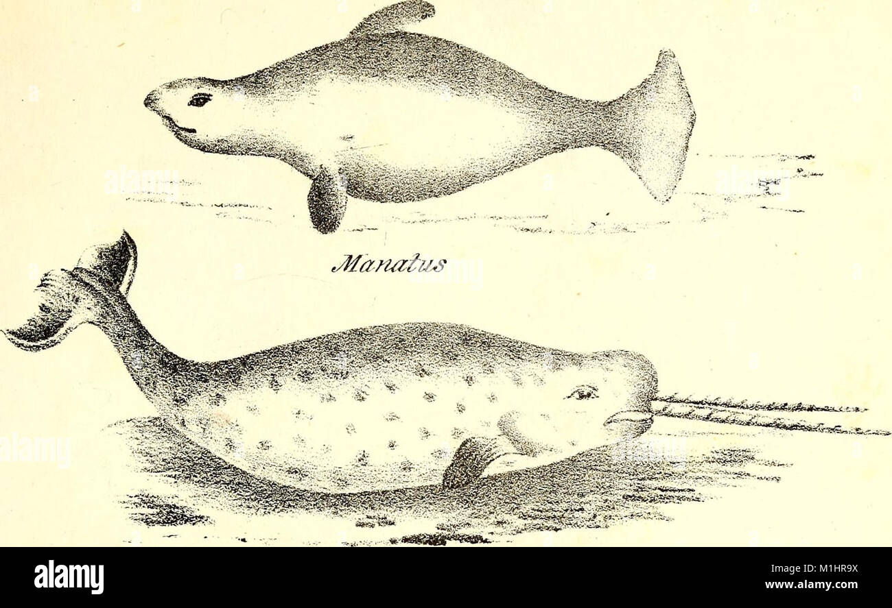 A synopsis of natural history- embracing the natural history of animals ...