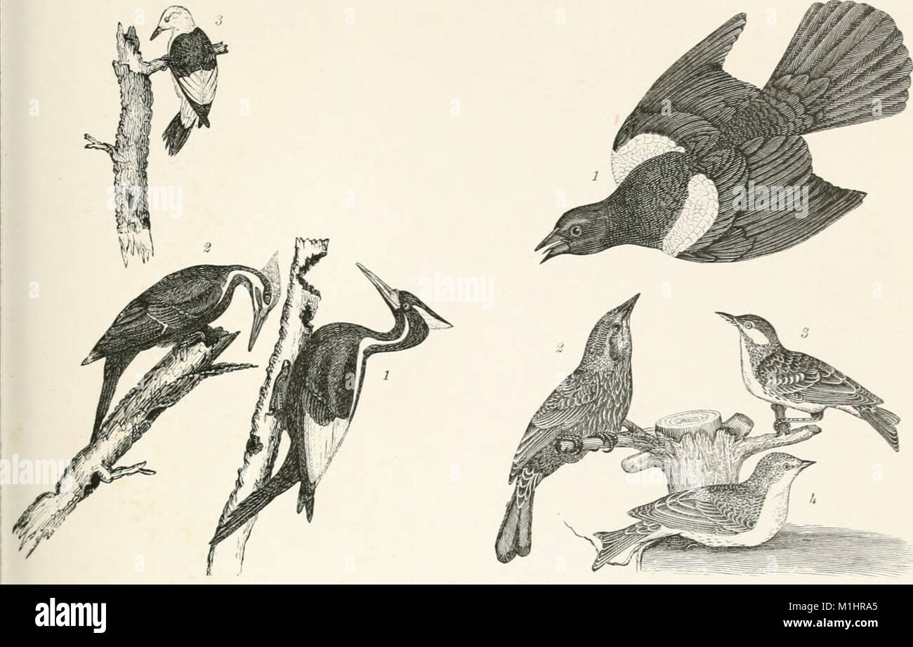 American ornithology, or, The natural history of the birds of the ...