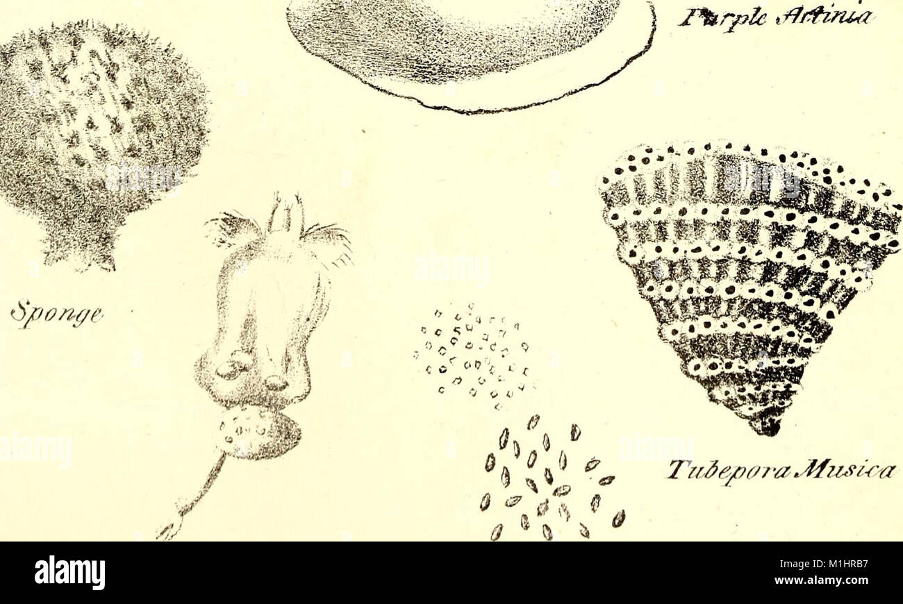 A synopsis of natural history- embracing the natural history of animals ...