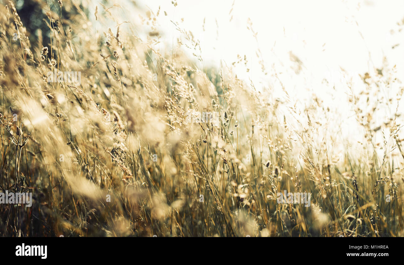 Green scene grass meadow springtime outside hi-res stock photography ...
