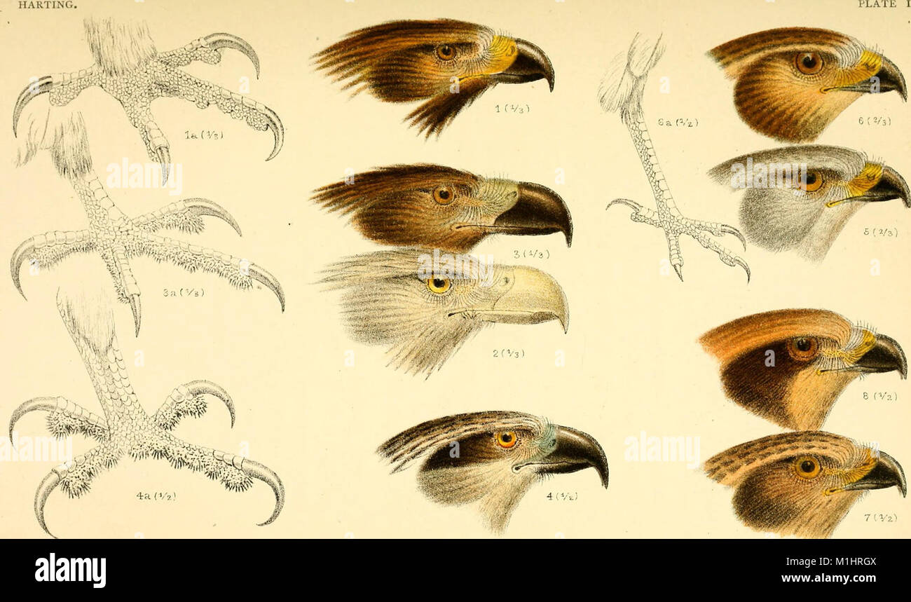 A handbook of British birds, showing the distribution of the resident ...