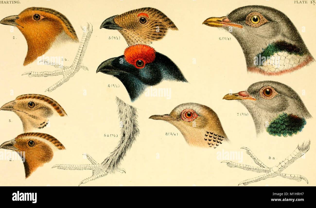 A handbook of British birds, showing the distribution of the resident ...