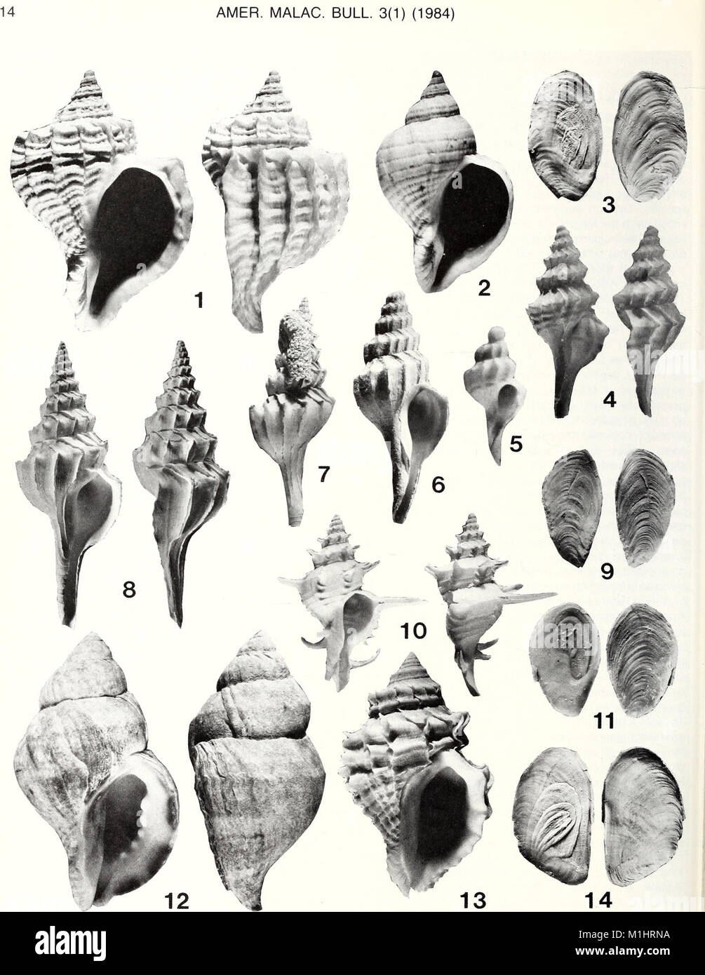 The American Malacological Bulletin (1983) is a scientific journal ...