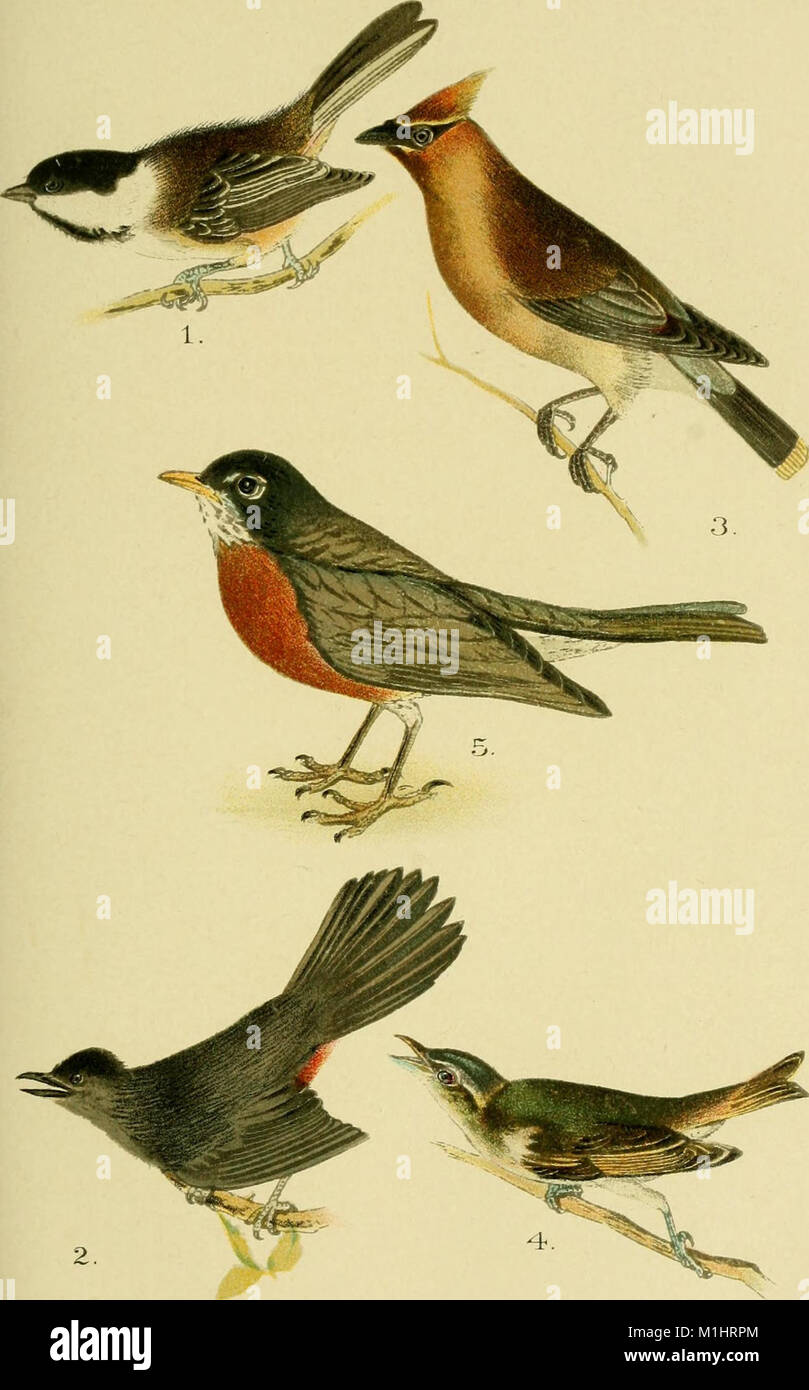 Published in 1905, this handbook provides comprehensive information on ...