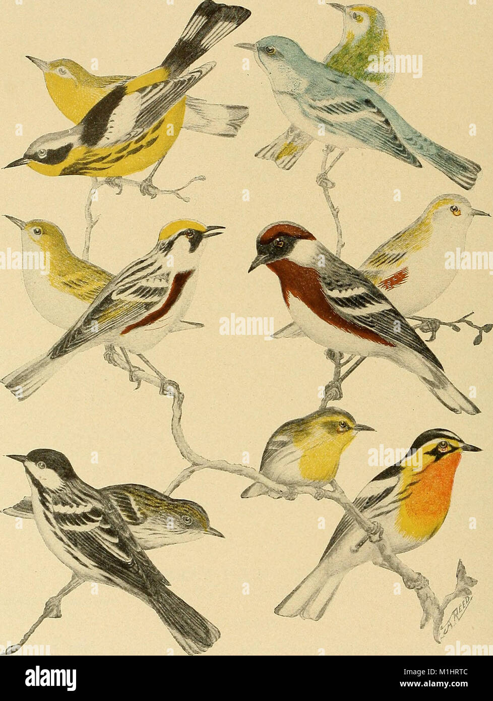 The 1905 edition of the American Bird Magazine focuses on ornithology ...