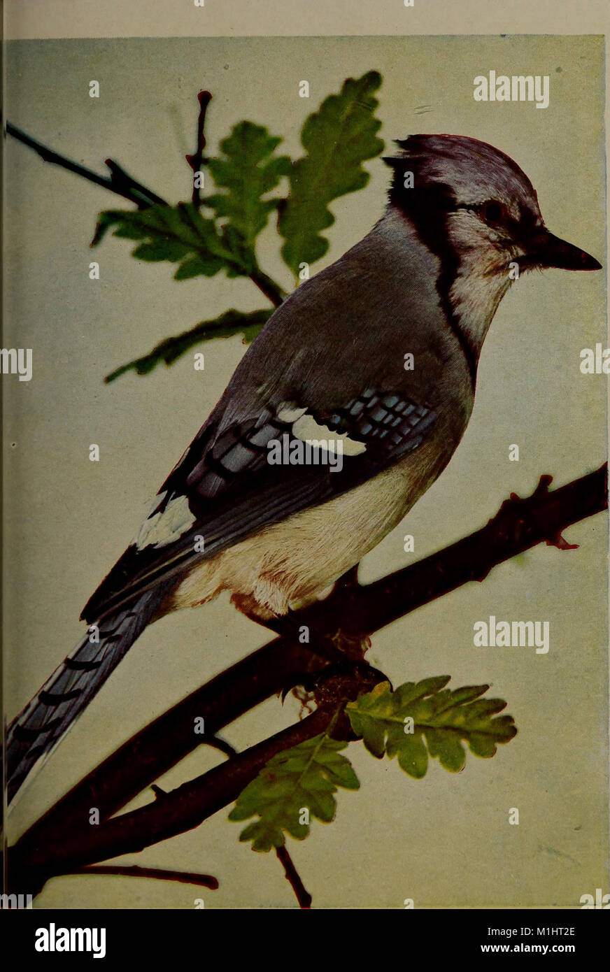 The 1918 Alabama Bird Day Book highlights the importance of bird ...