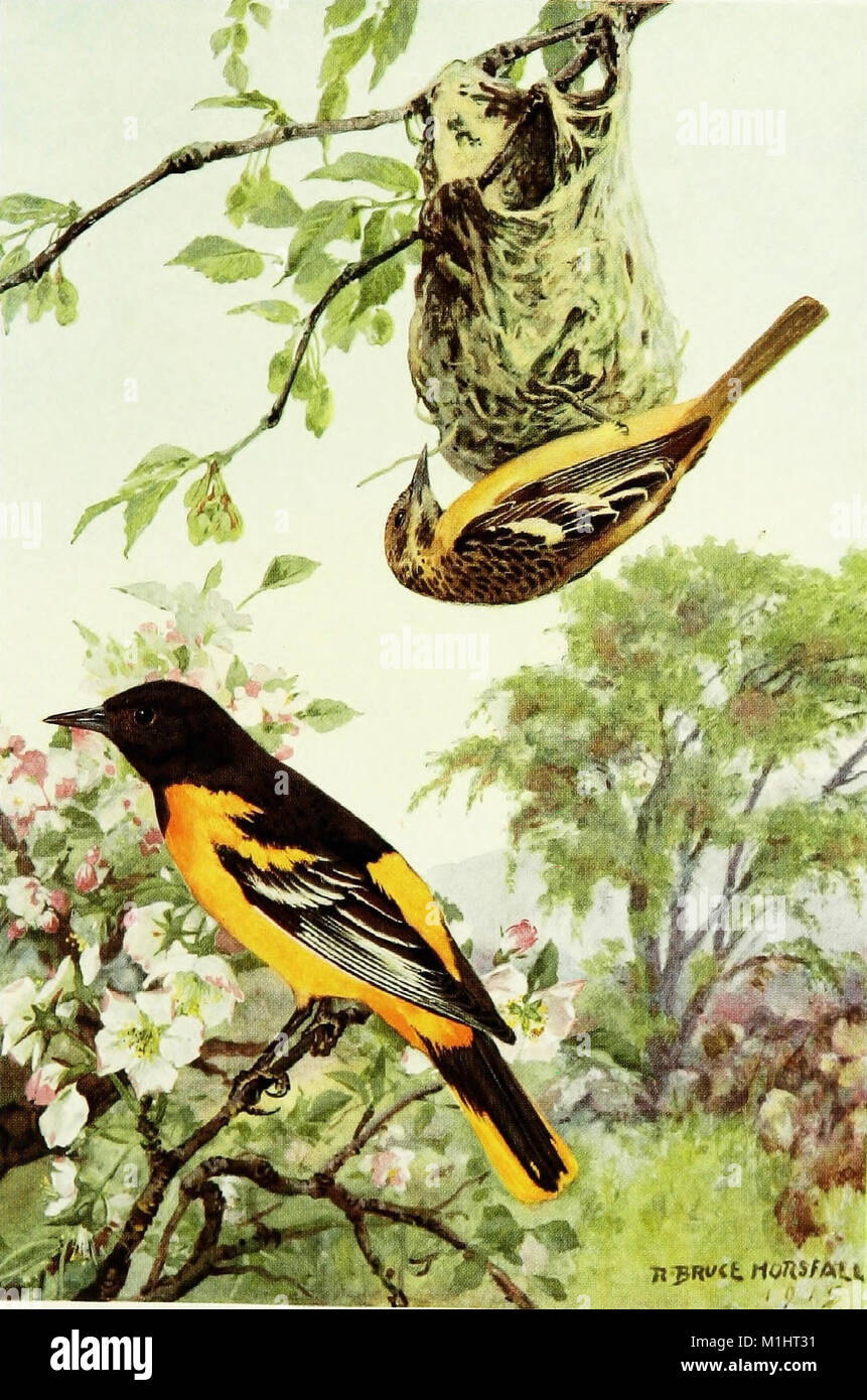 'A Year with the Birds' from 1916 provides observations on bird ...