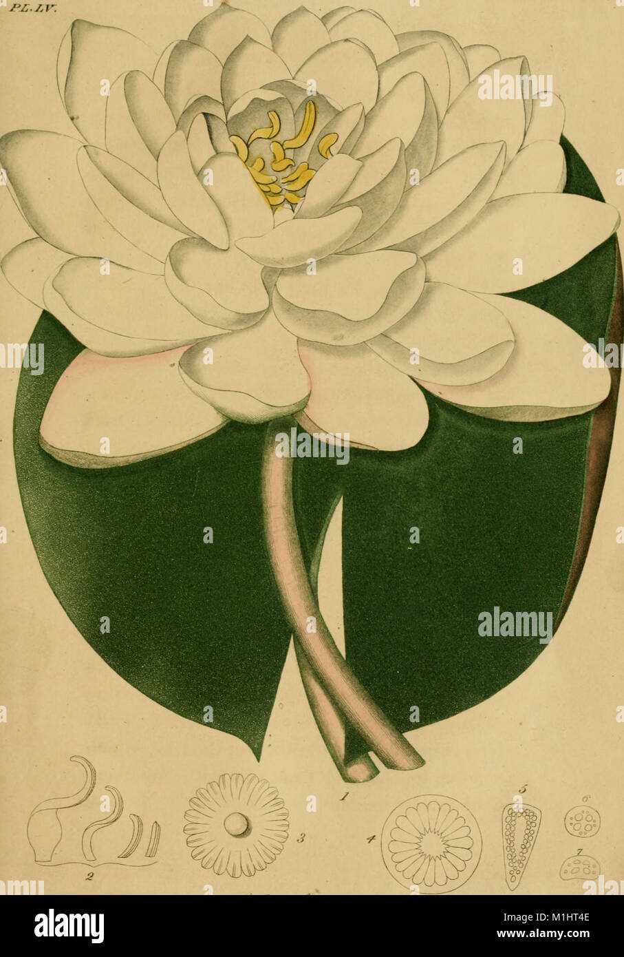 American medical botany, being a collection of the native medicinal ...