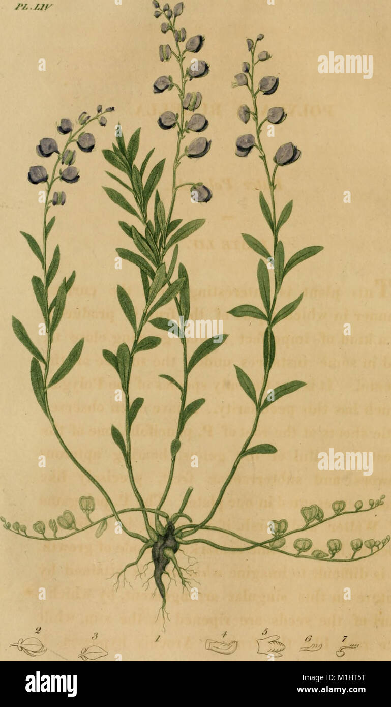 This work on American medicinal botany explores native plants of the U ...