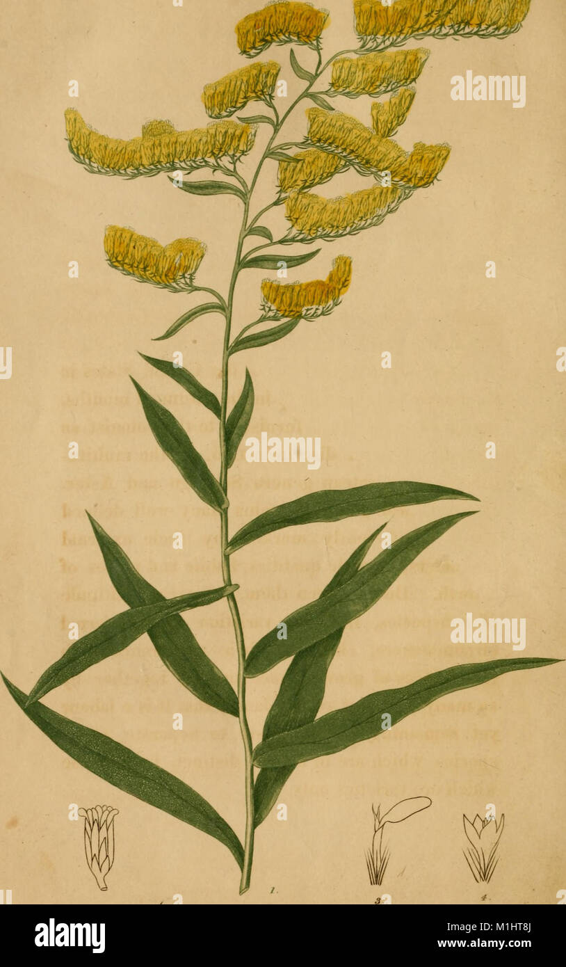 This work presents a collection of native medicinal plants from the ...