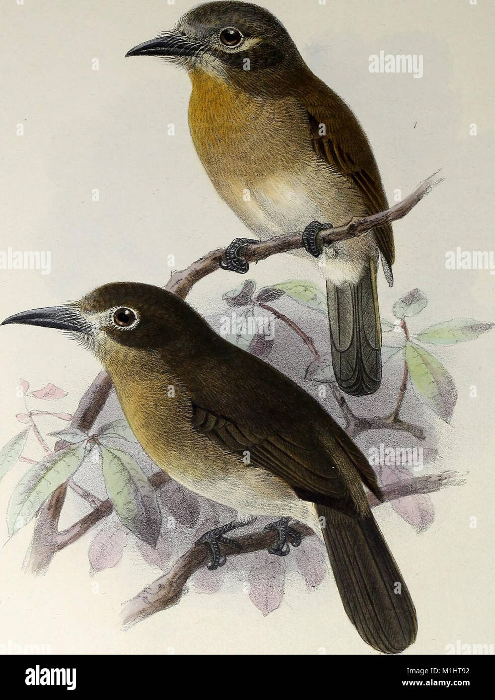 This 1882 monograph covers the Galbulidae and Bucconidae families ...