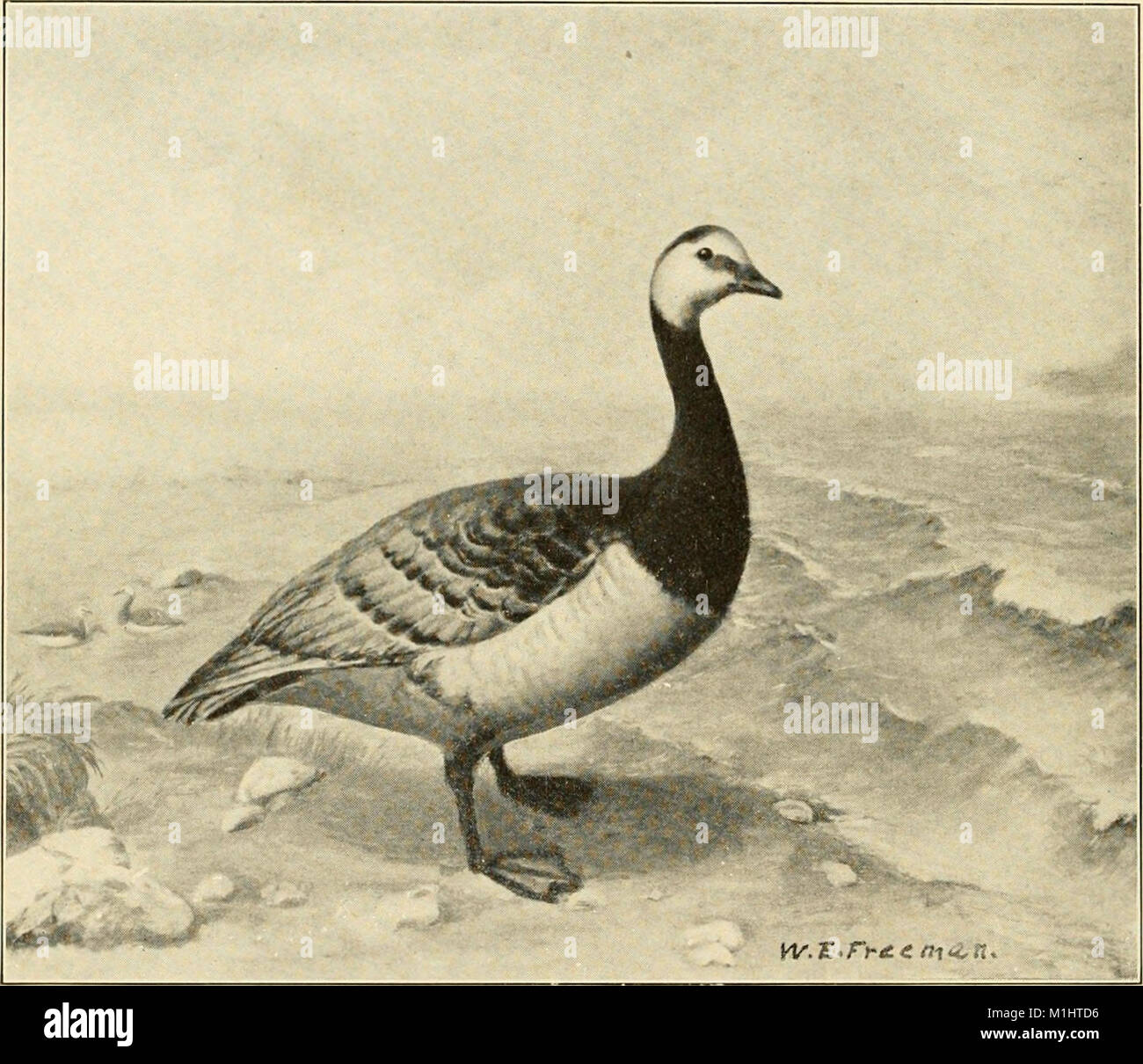 A history of the game birds, wild-fowl and shore birds of Massachusetts ...