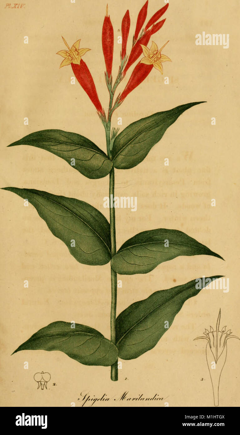 American Medical Botany compiles native medicinal plants of the U.S ...