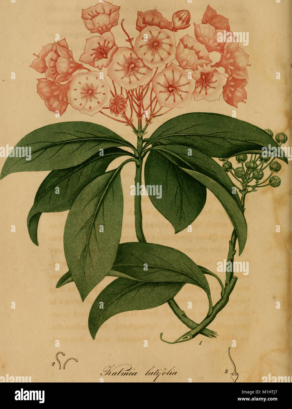 American medical botany, being a collection of the native medicinal ...