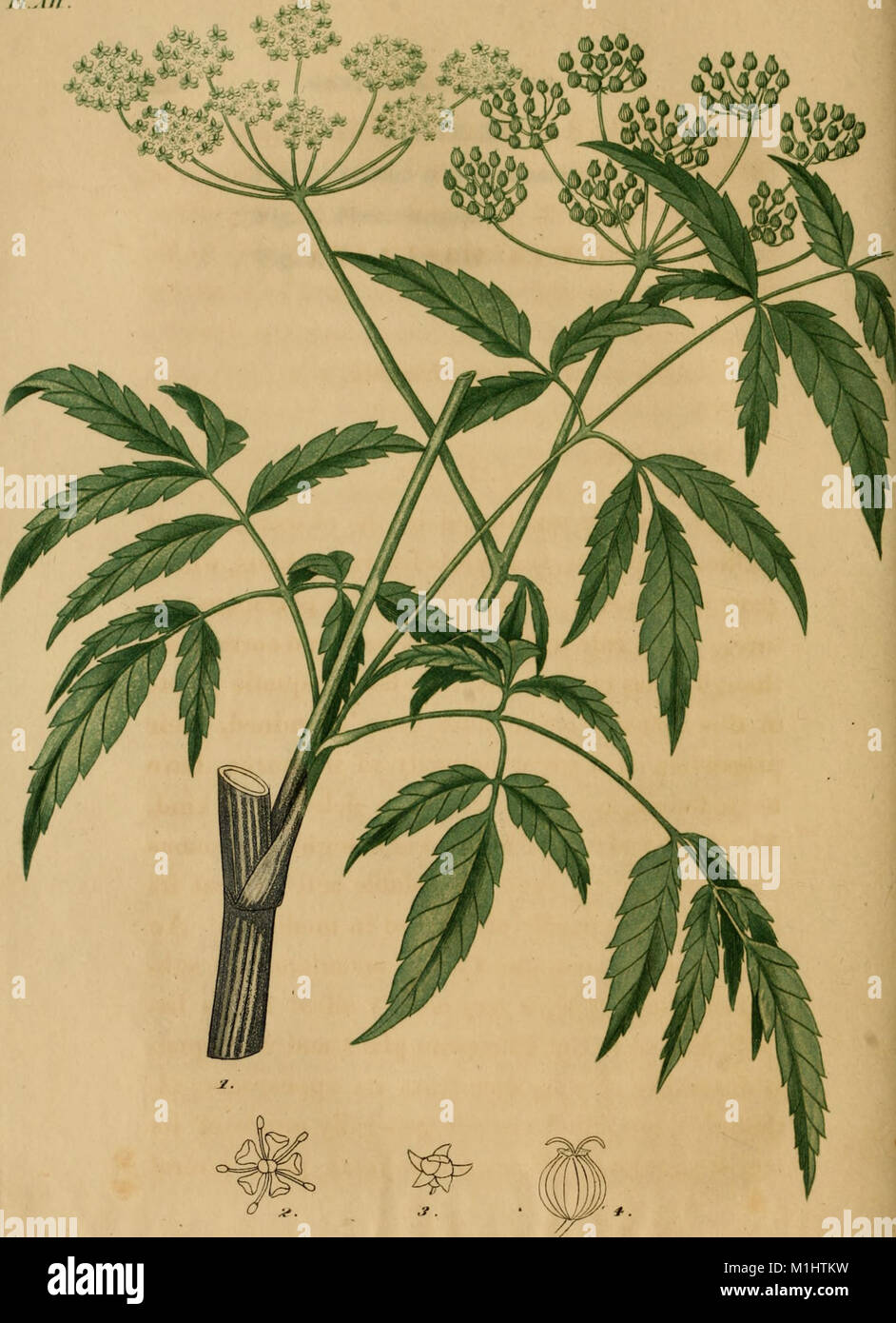 *American Medical Botany* is a comprehensive guide on native medicinal ...