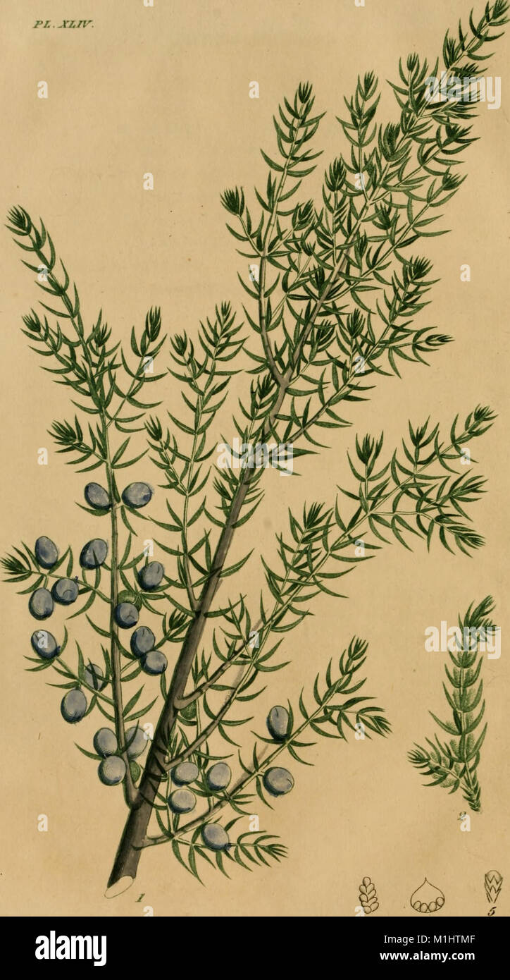 American medical botany, being a collection of the native medicinal ...