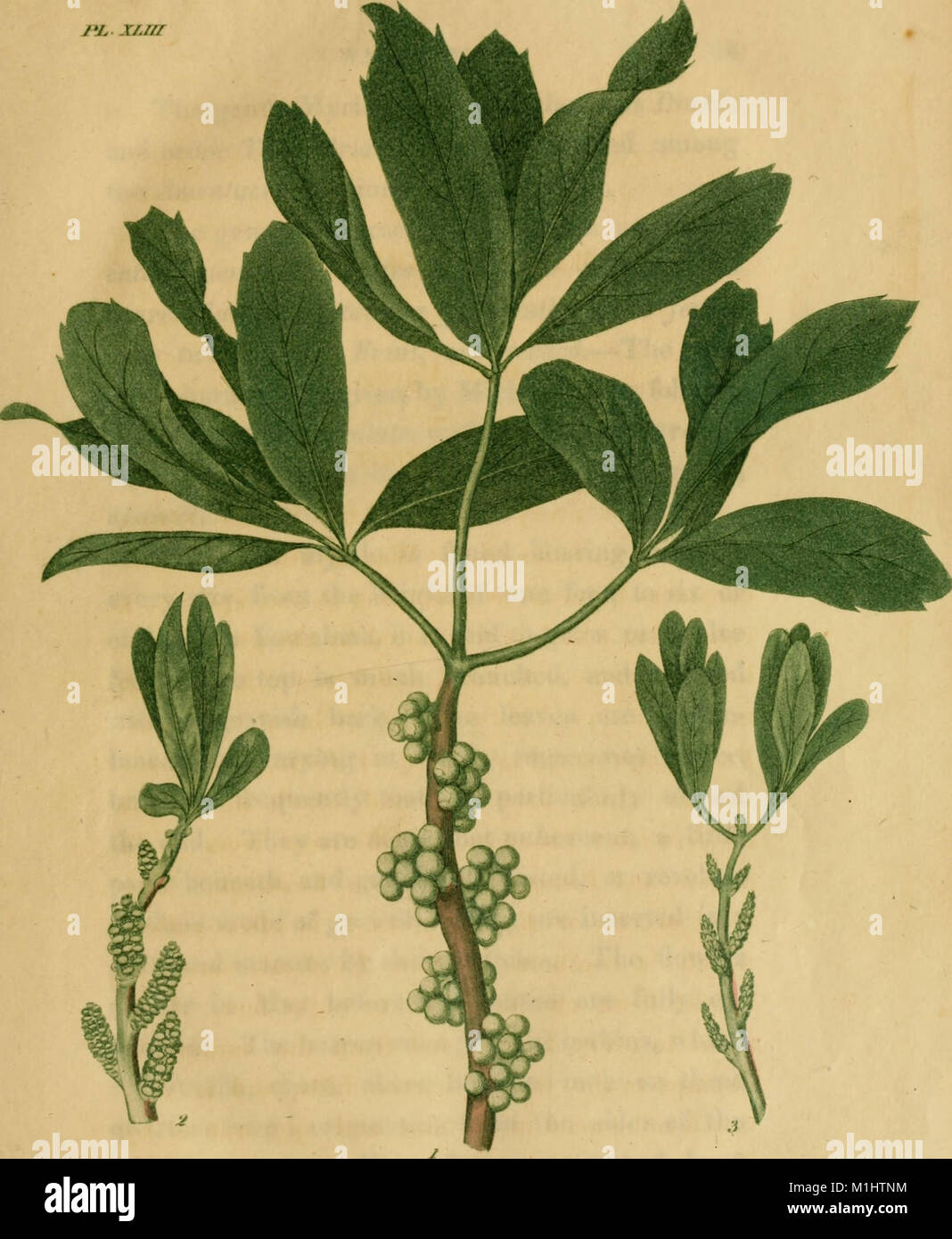 'American Medical Botany' provides a comprehensive catalog of native ...