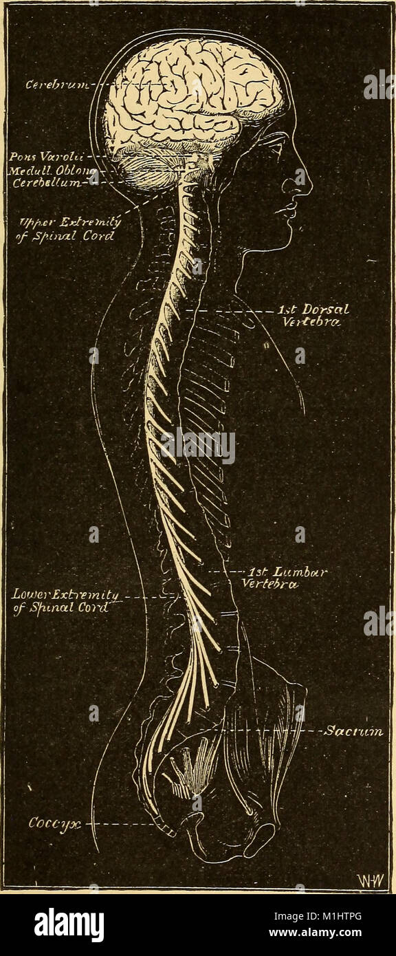 *Anatomy, Physiology and Hygiene* (1890) is an educational textbook ...