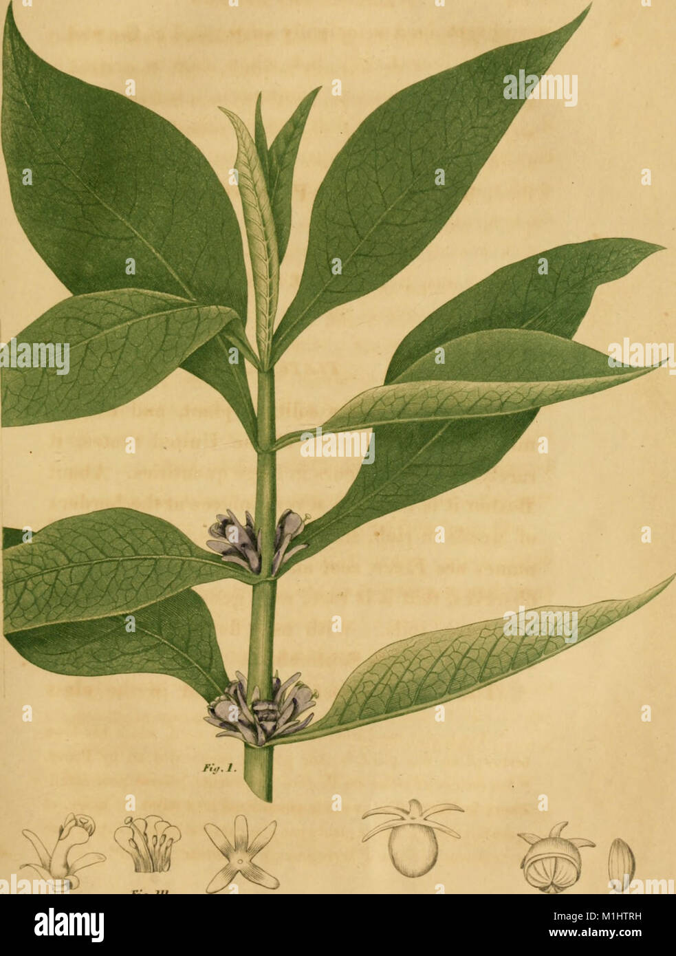 American medical botany, being a collection of the native medicinal ...
