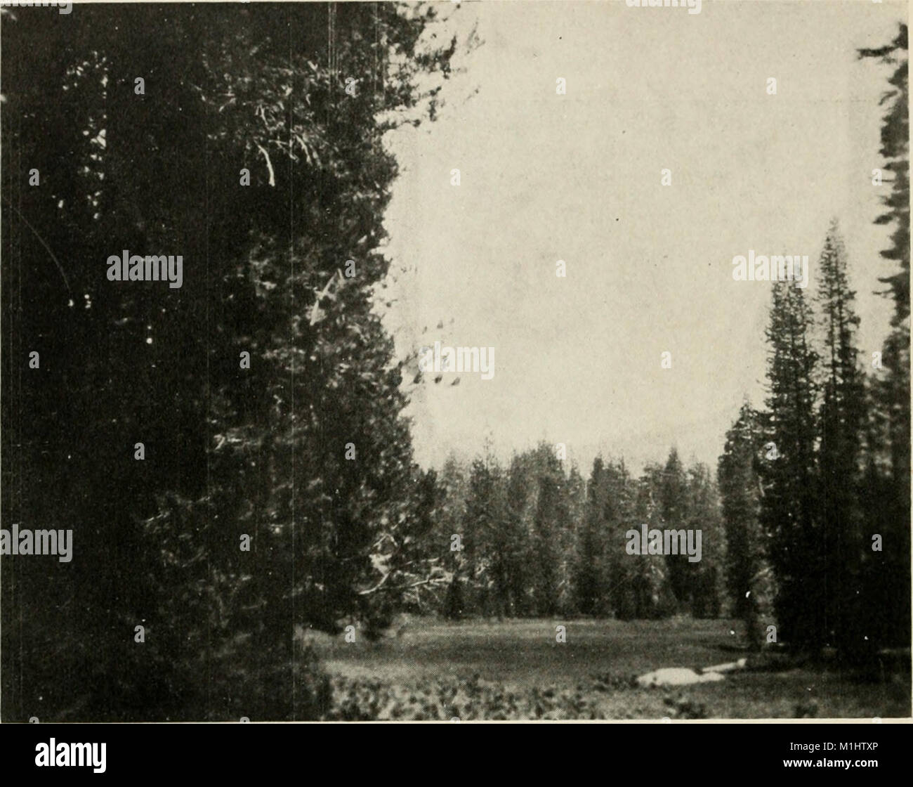 'American Forestry' from 1910 to 1923 offers insights into forest ...