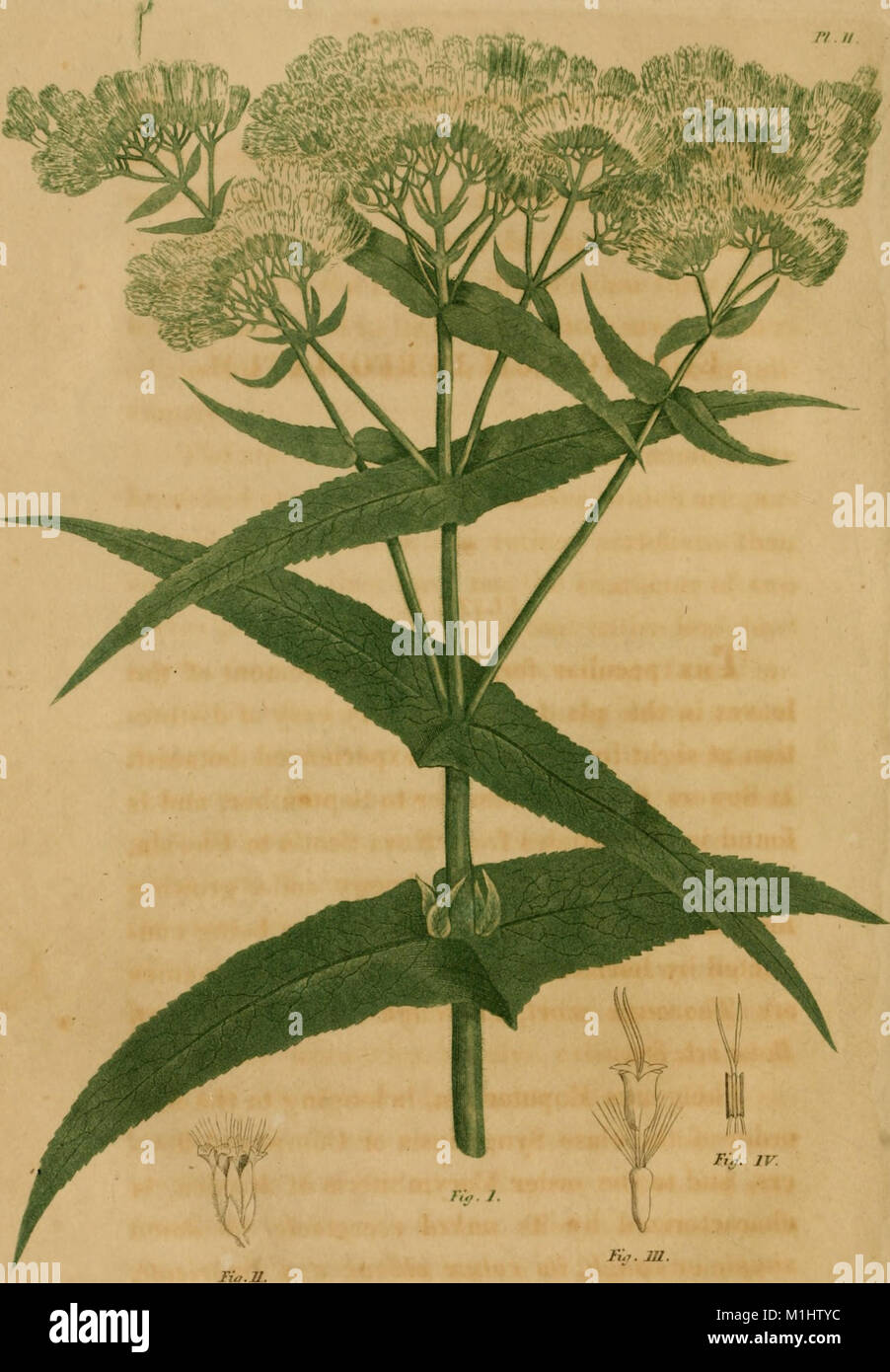 American medical botany, being a collection of the native medicinal ...