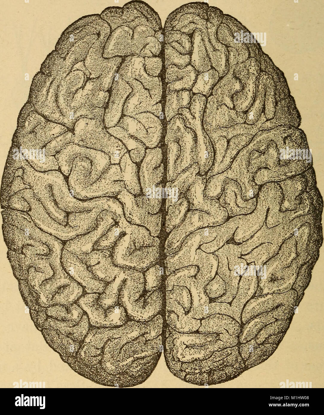 This 1889 textbook provides a comprehensive overview of human anatomy ...