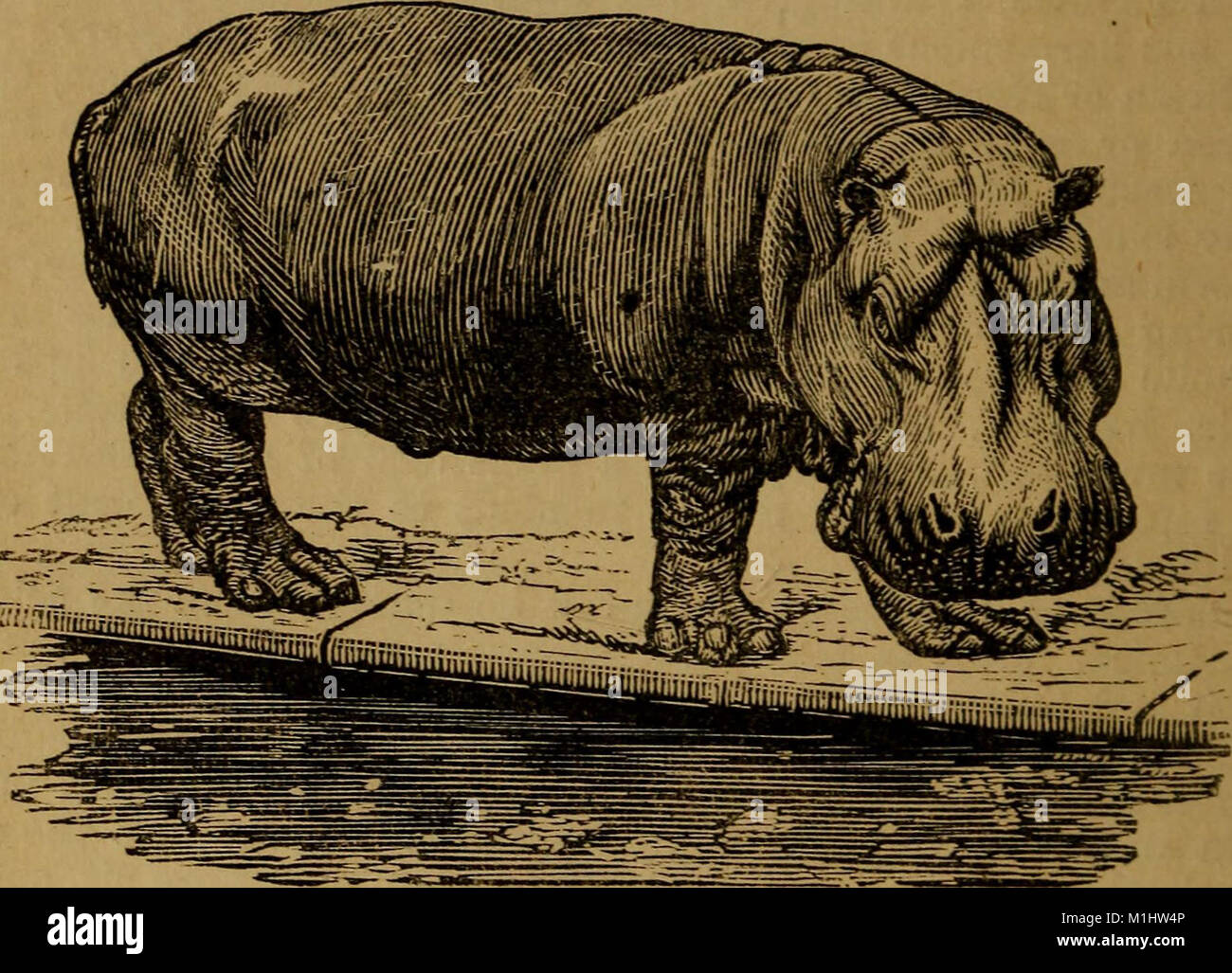 This 1873 chart provides a visual representation of physiological and ...