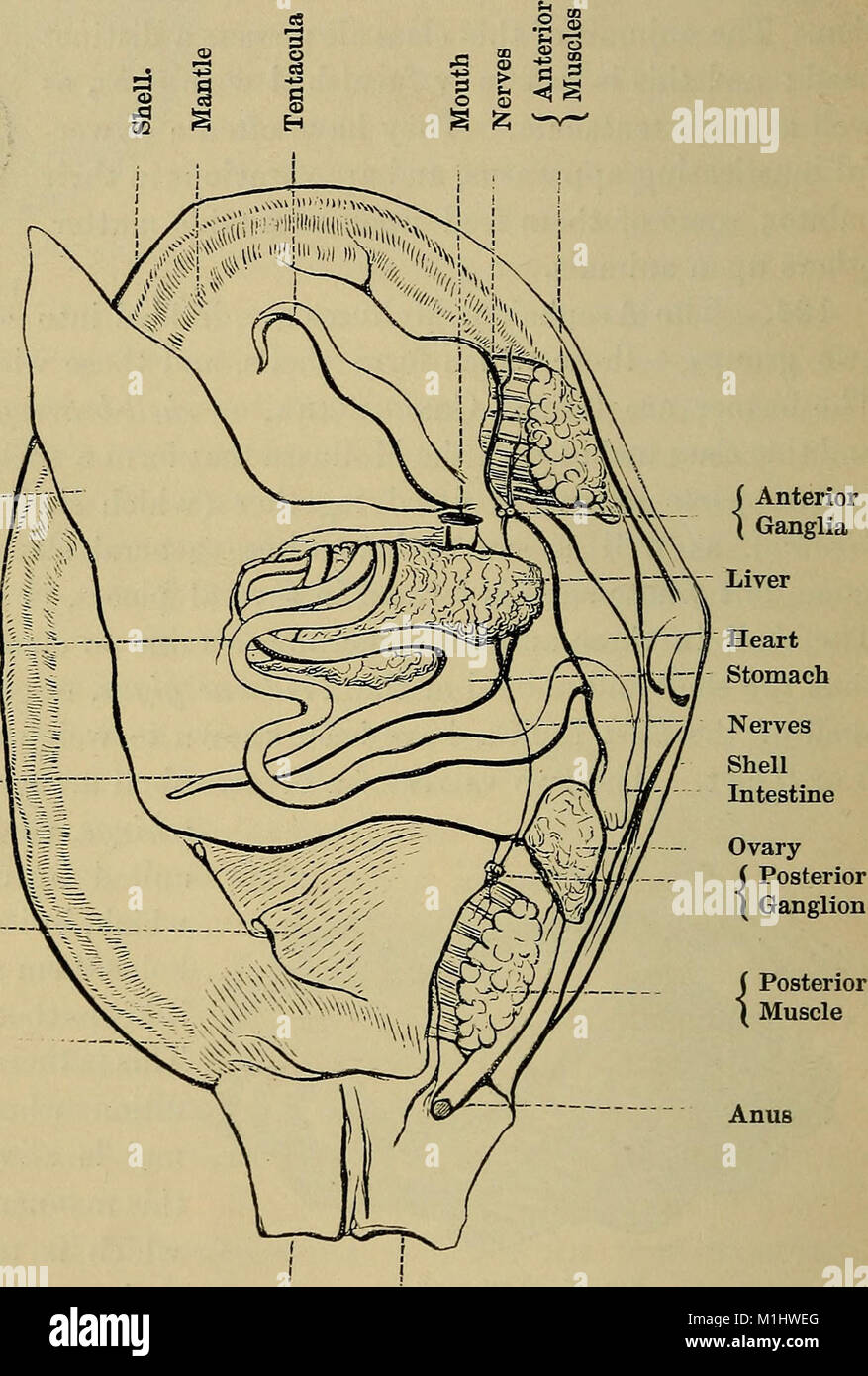 Published in 1843, this work on animal physiology covers the ...