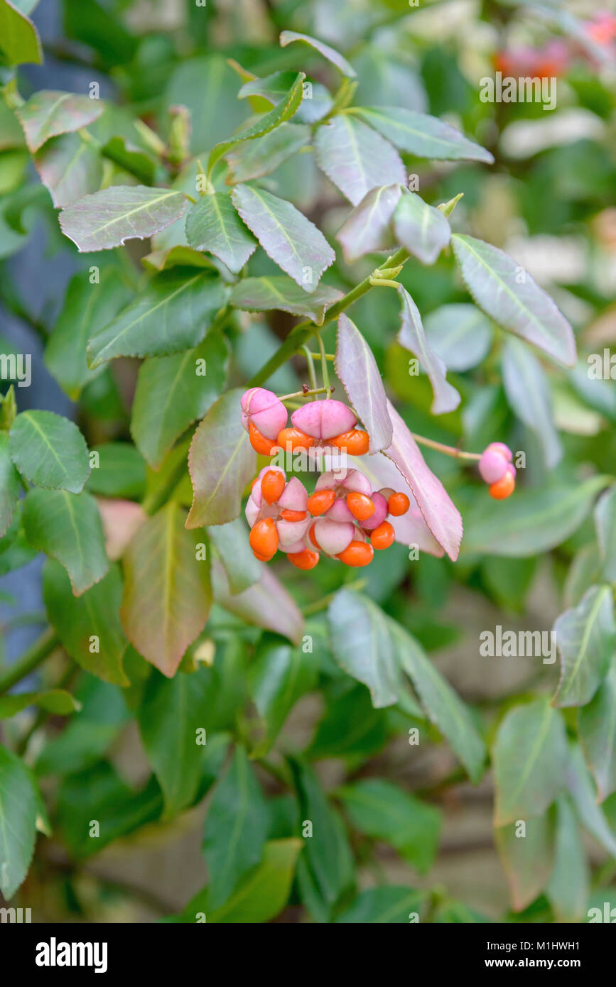 Climbing euonymus hi-res stock photography and images - Alamy