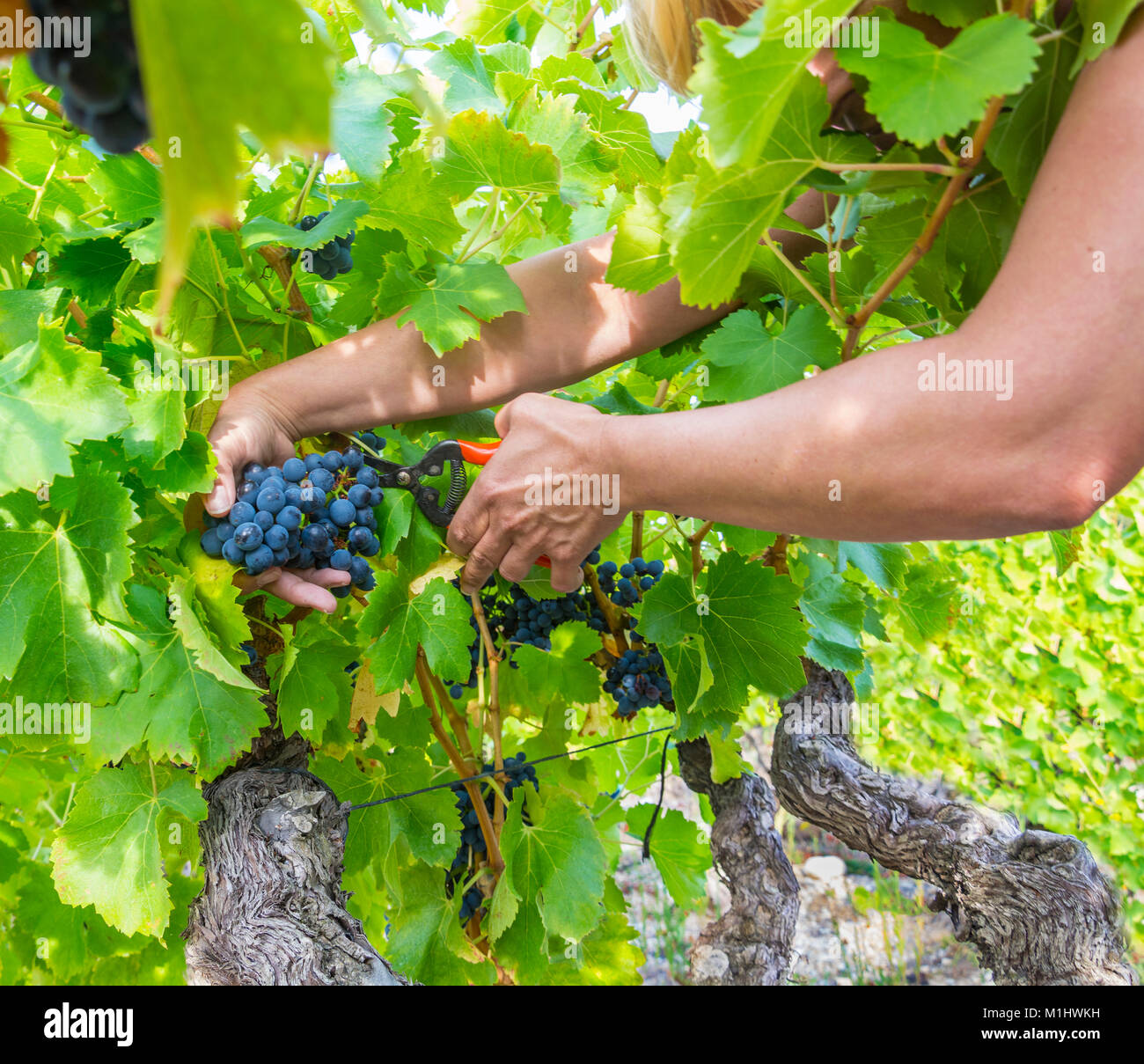 Harvesting grapes wine grape picking hi-res stock photography and ...
