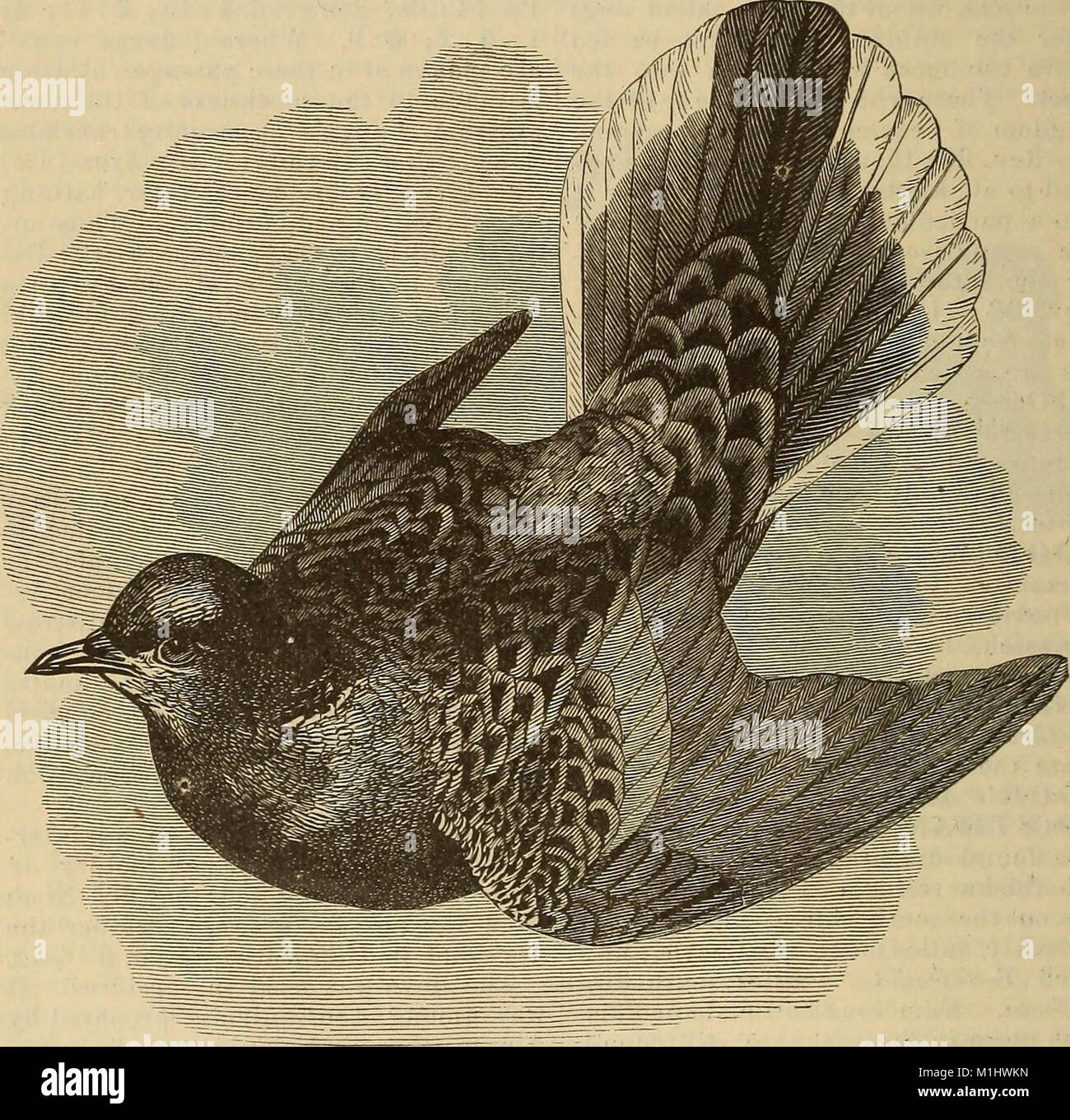 'A Dictionary of the Bible' (1887) provides a comprehensive reference ...