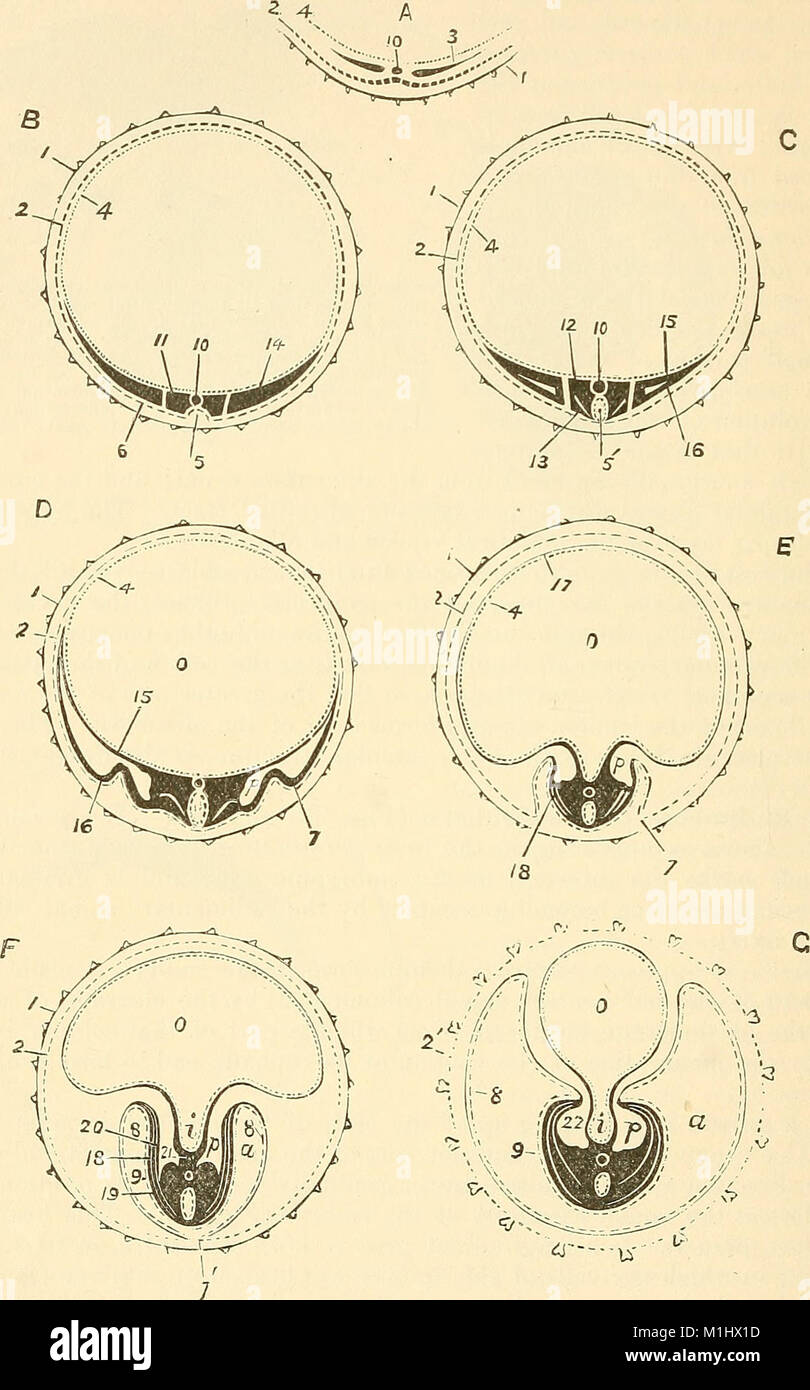 This 1887 textbook on human anatomy provides detailed descriptions of ...