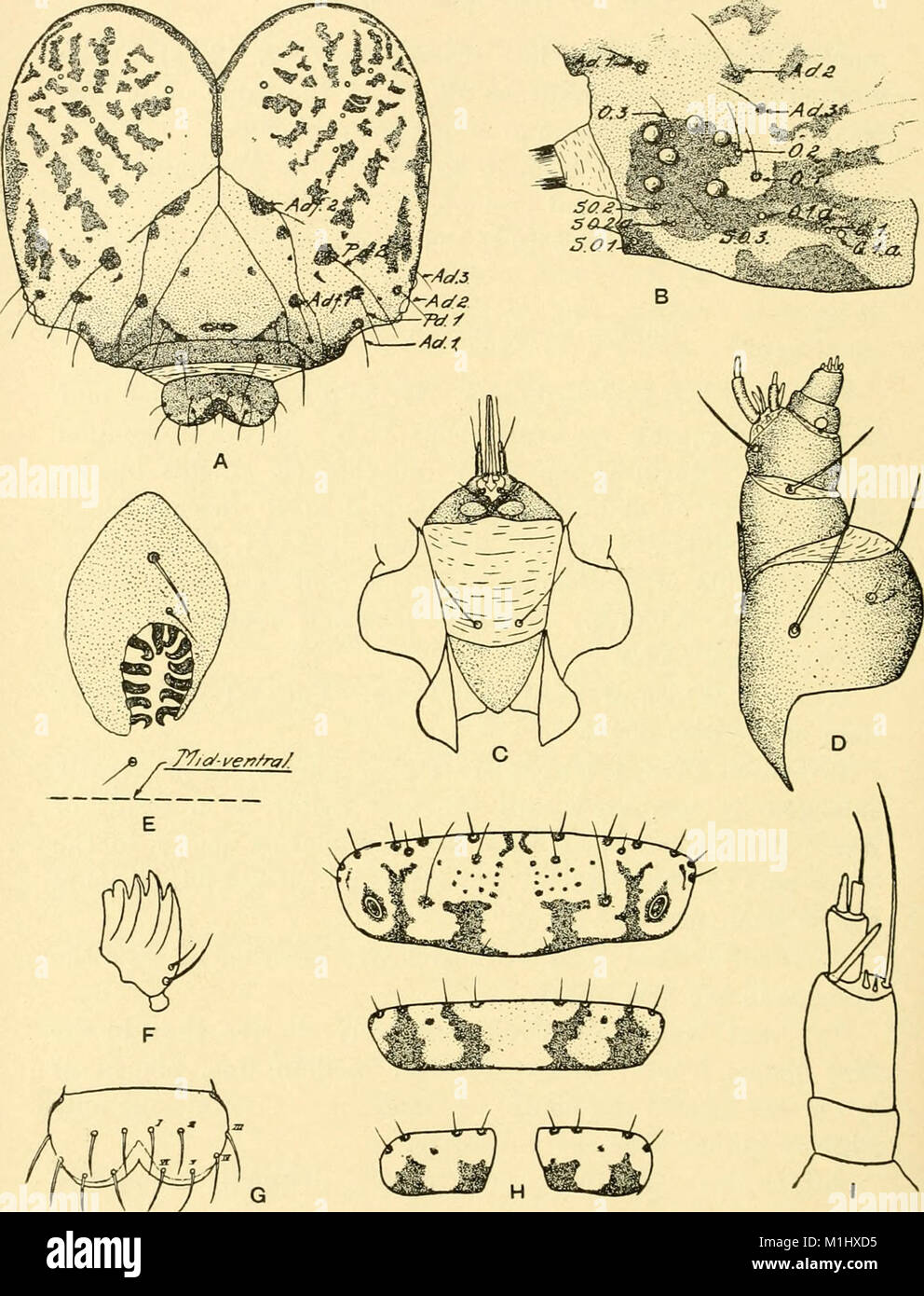 'African Invertebrates' is a journal published from 1919 to 1924 ...
