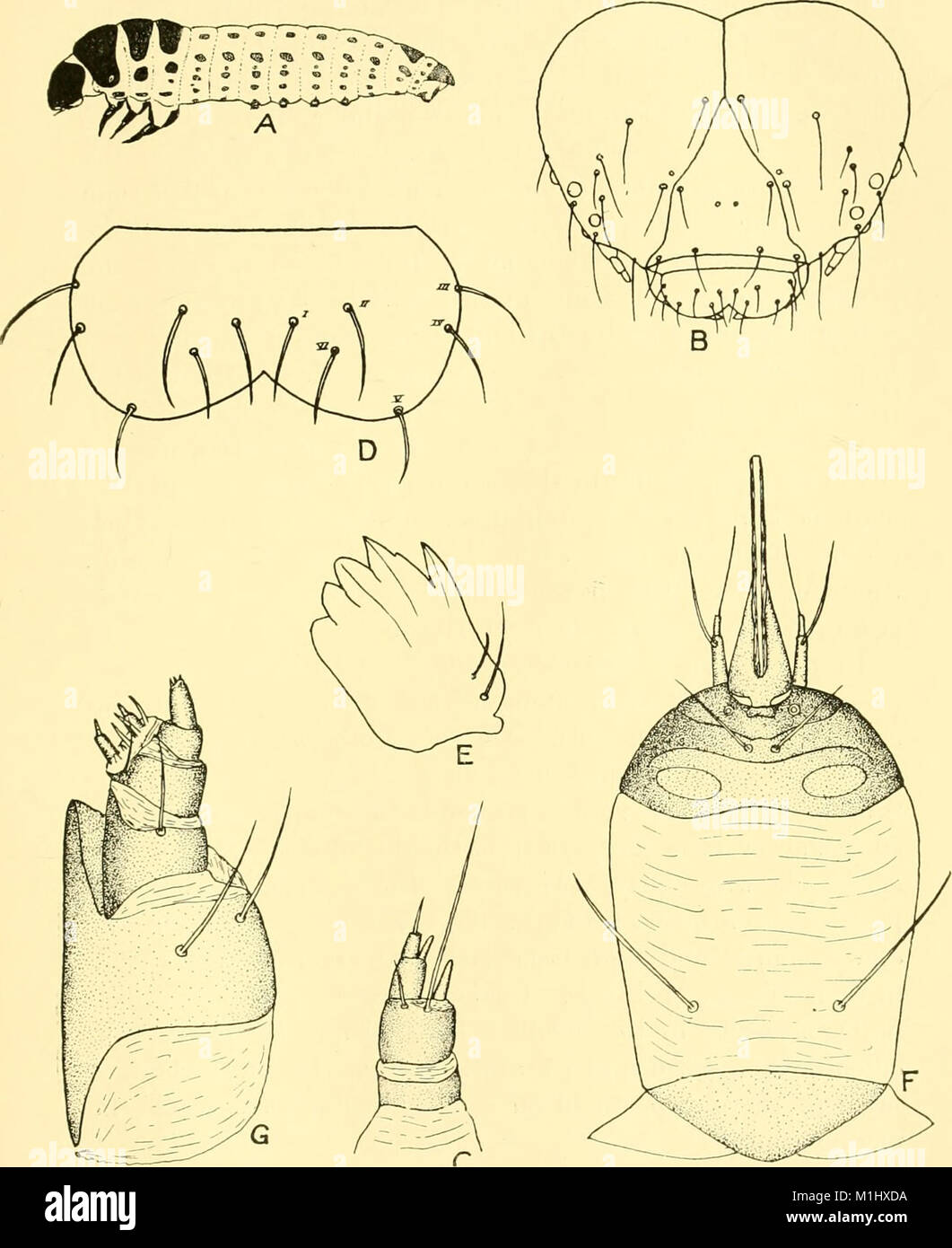 African Invertebrates is a journal dedicated to biodiversity research ...