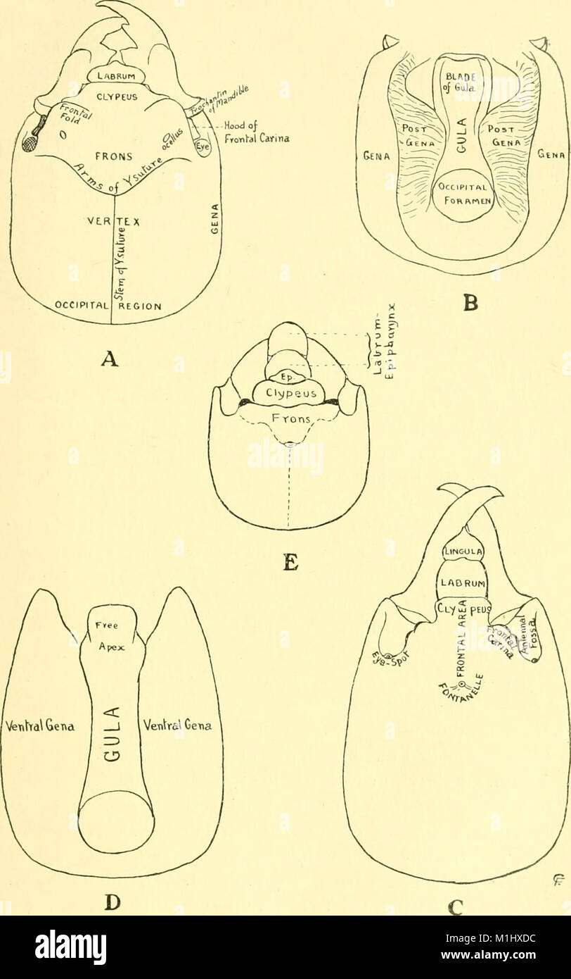 The 'African Invertebrates' journal (1914-1919) focuses on biodiversity ...